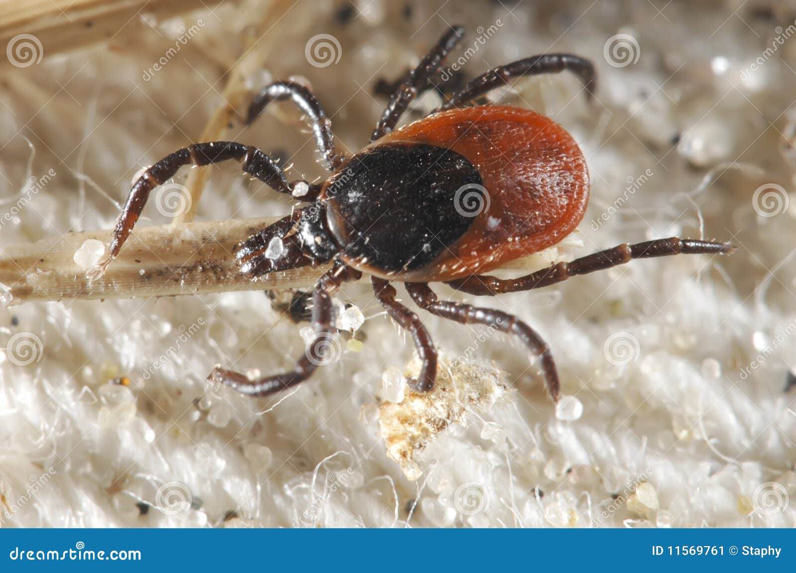 Coutil Attendant Un Serveur Image stock - Image du herbe, dangereux ...