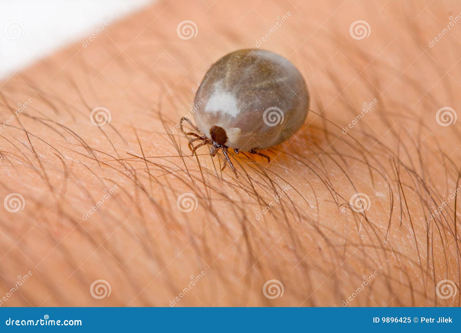 Coutil De Groupe - Parasite Sur Le Cuir Image stock - Image of coutil ...