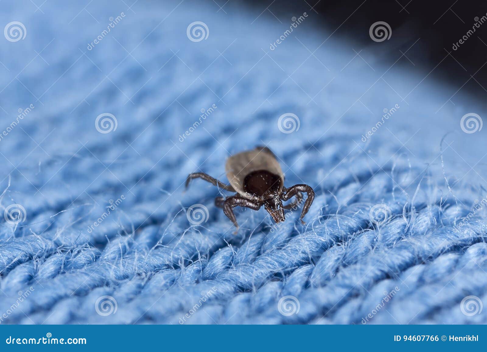 Coutil De Ricin, Ricinus D'Ixodes Rampant Sur Le Textile Photo stock ...