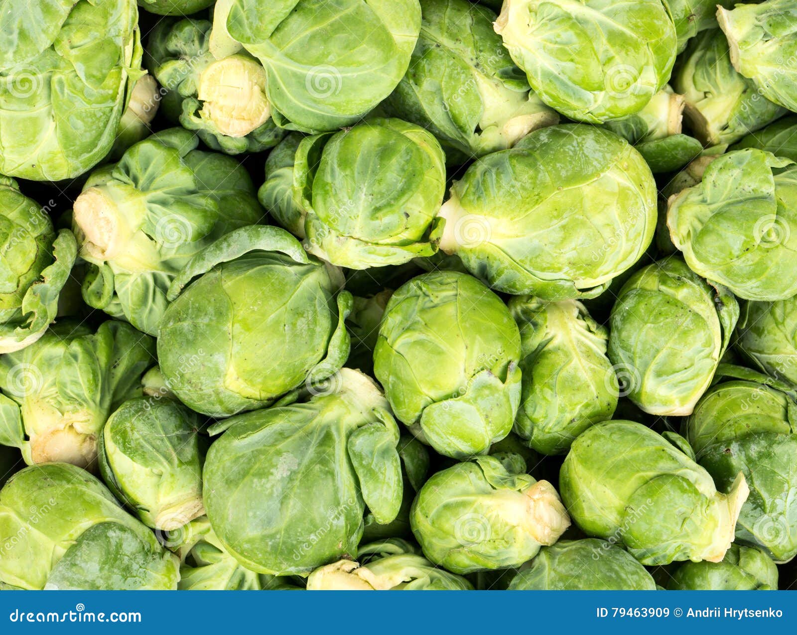 Couve Do Couve De Bruxelas Fotos De Stock - Baixe 2,291 Fotos Royalty Free