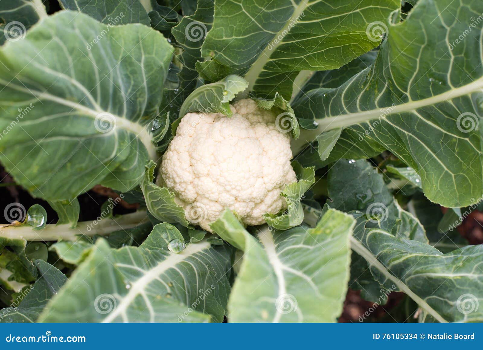 Couve-flor Nova Que Cresce De Cima De Foto de Stock - Imagem de ...