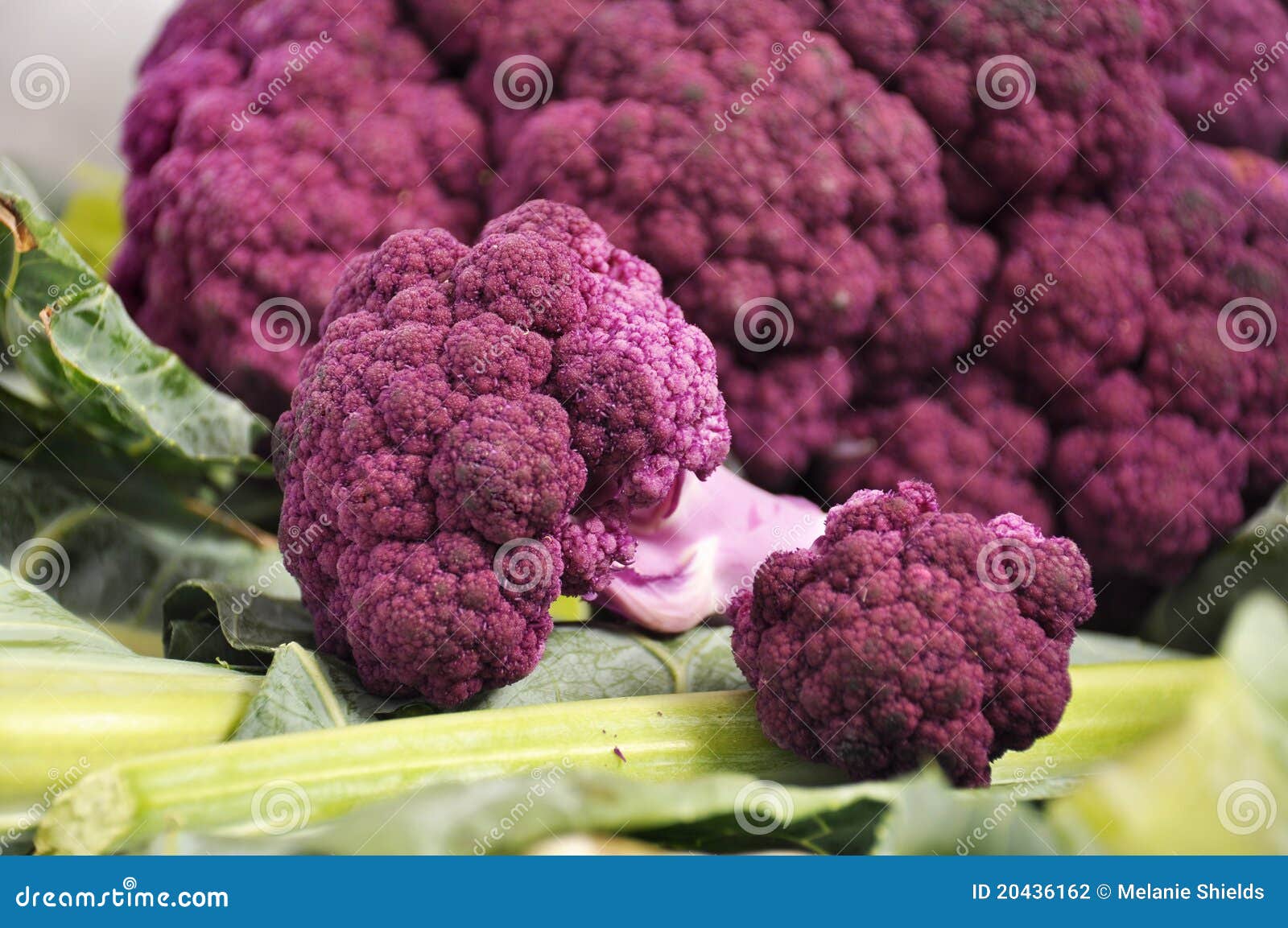 Couve-flor roxa 2 foto de stock. Imagem de salada, vegetariano - 20436162