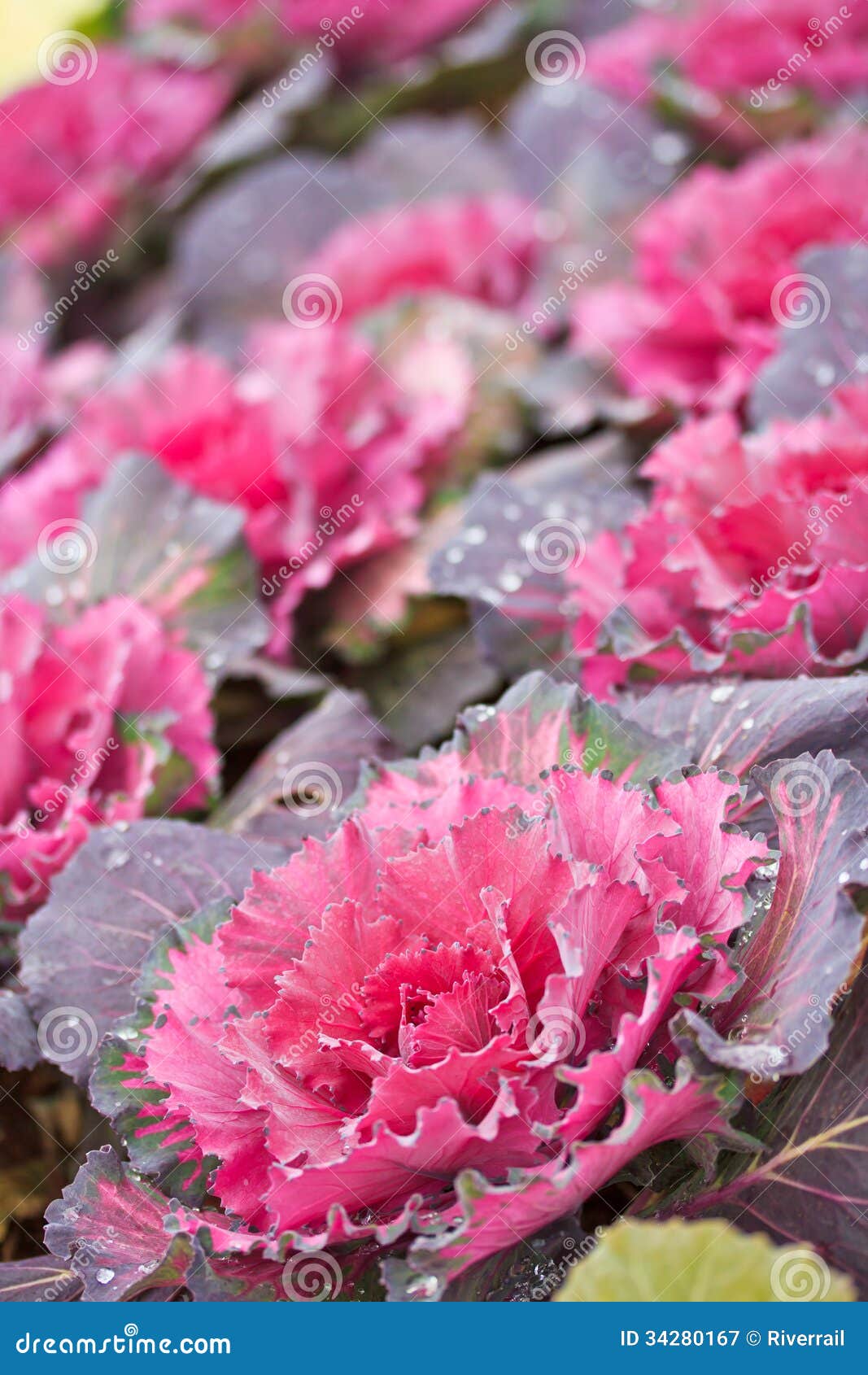 Couve roxa imagem de stock. Imagem de fundo, orgânico - 34280167