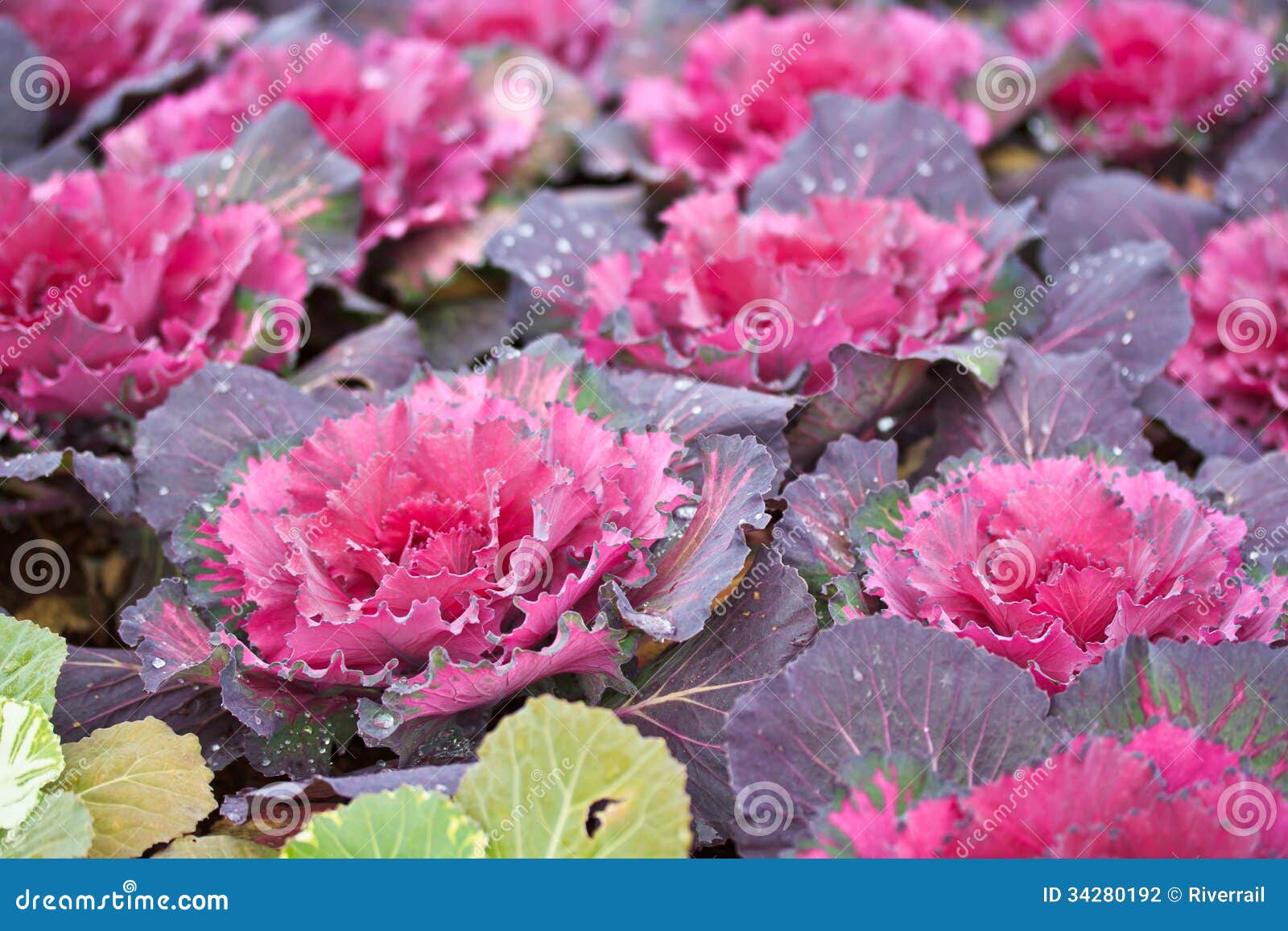 Couve roxa foto de stock. Imagem de repolho, ingrediente - 34280192