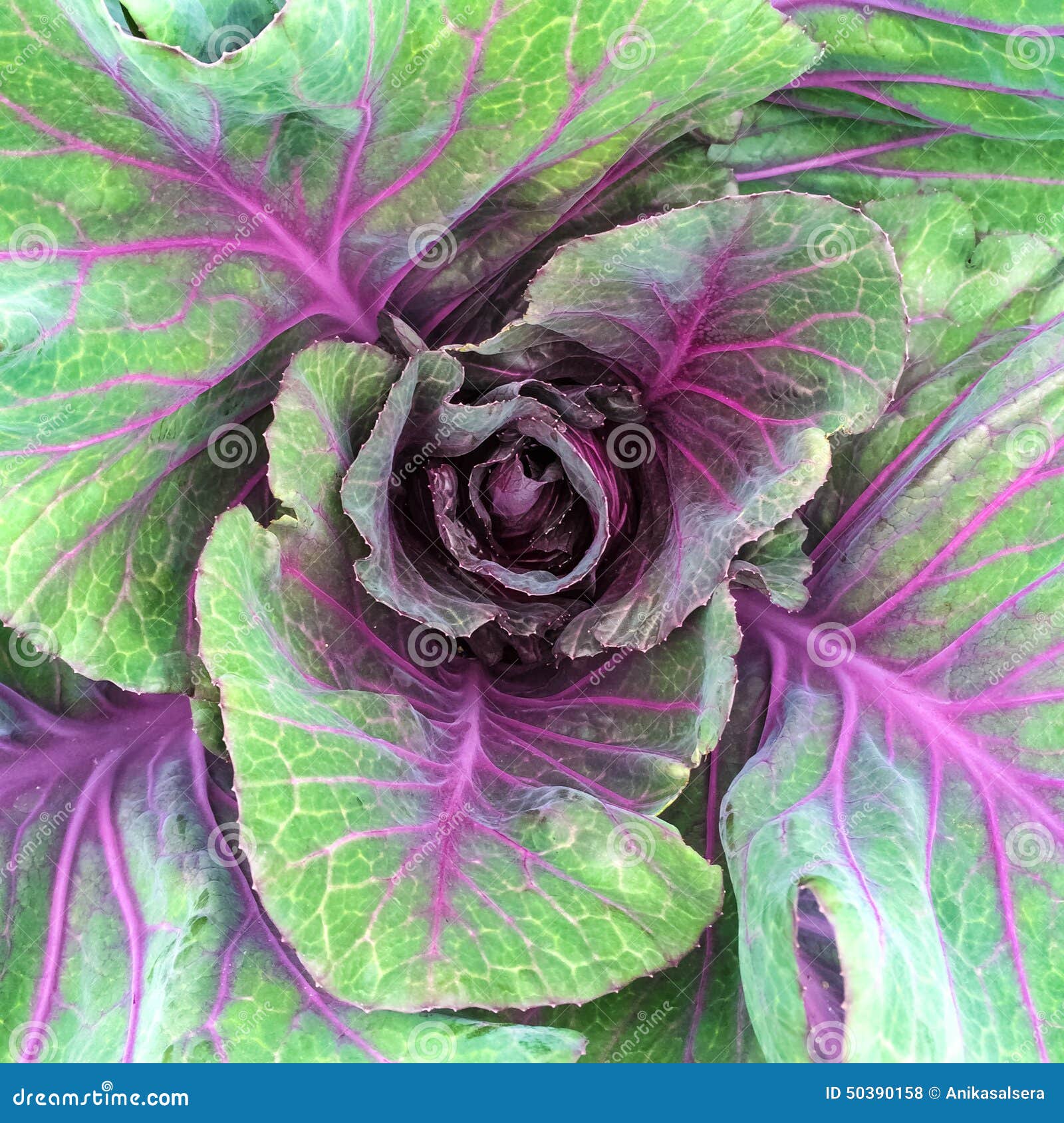 Couve verde e roxa foto de stock. Imagem de vegetal, vibrante - 50390158