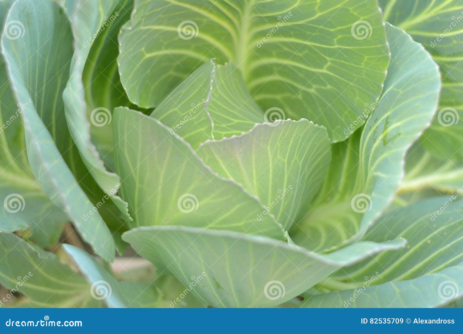 Couve verde, fresca imagem de stock. Imagem de vegetal - 82535709