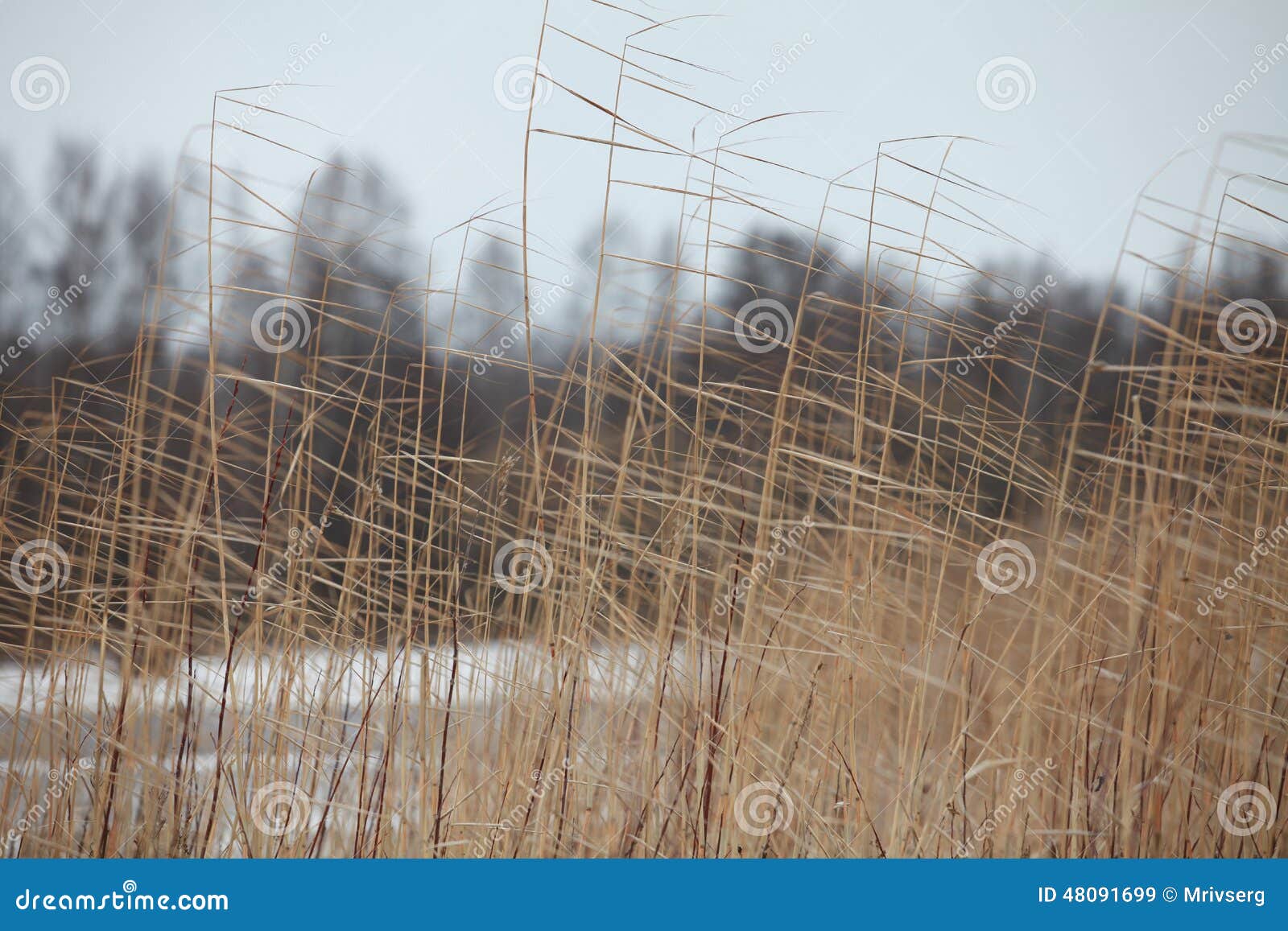 Vent Froid D Hiver Photos Stock - Téléchargez 30,069 Photos libres de ...