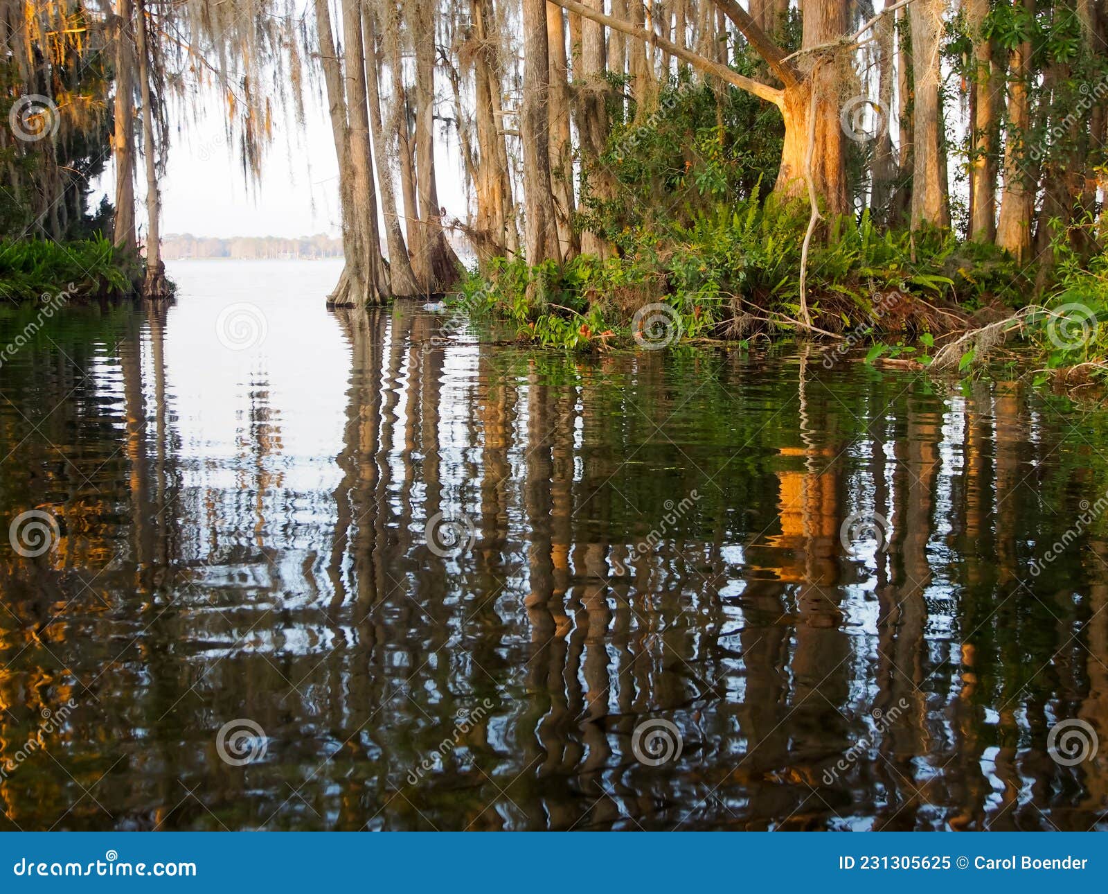 Cove of Cypress Trees Off the Ocean in Florida Stock Image - Image of ...