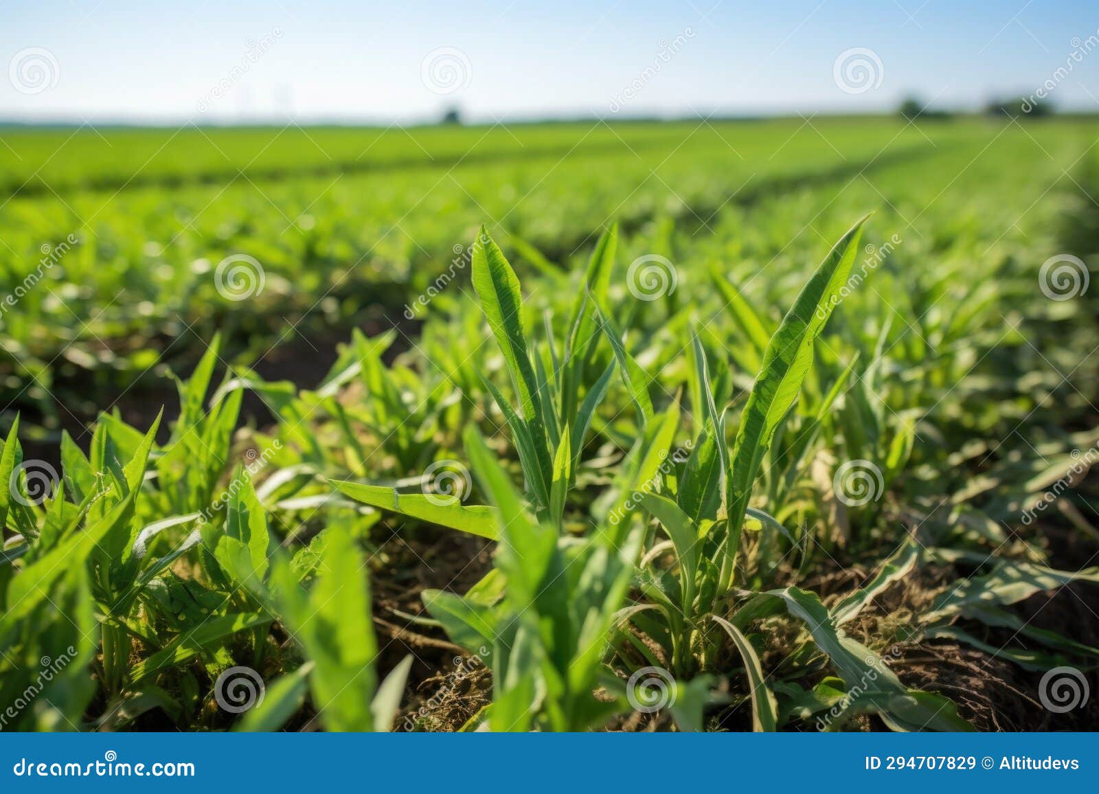 A Cover Crop in Fields during Off-season Stock Image - Image of crop ...