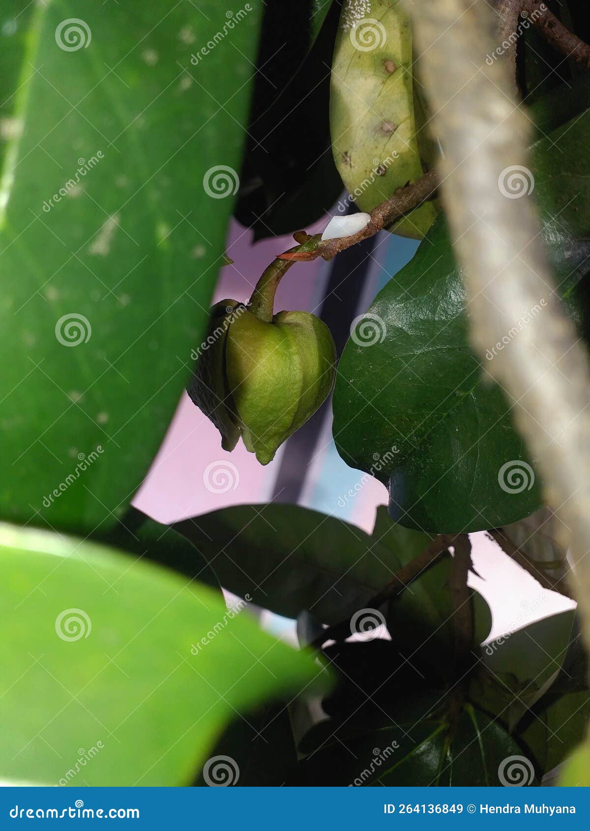 While Hiding Behind The Leaves Stock Image Image Of Prospective Flower 264136849