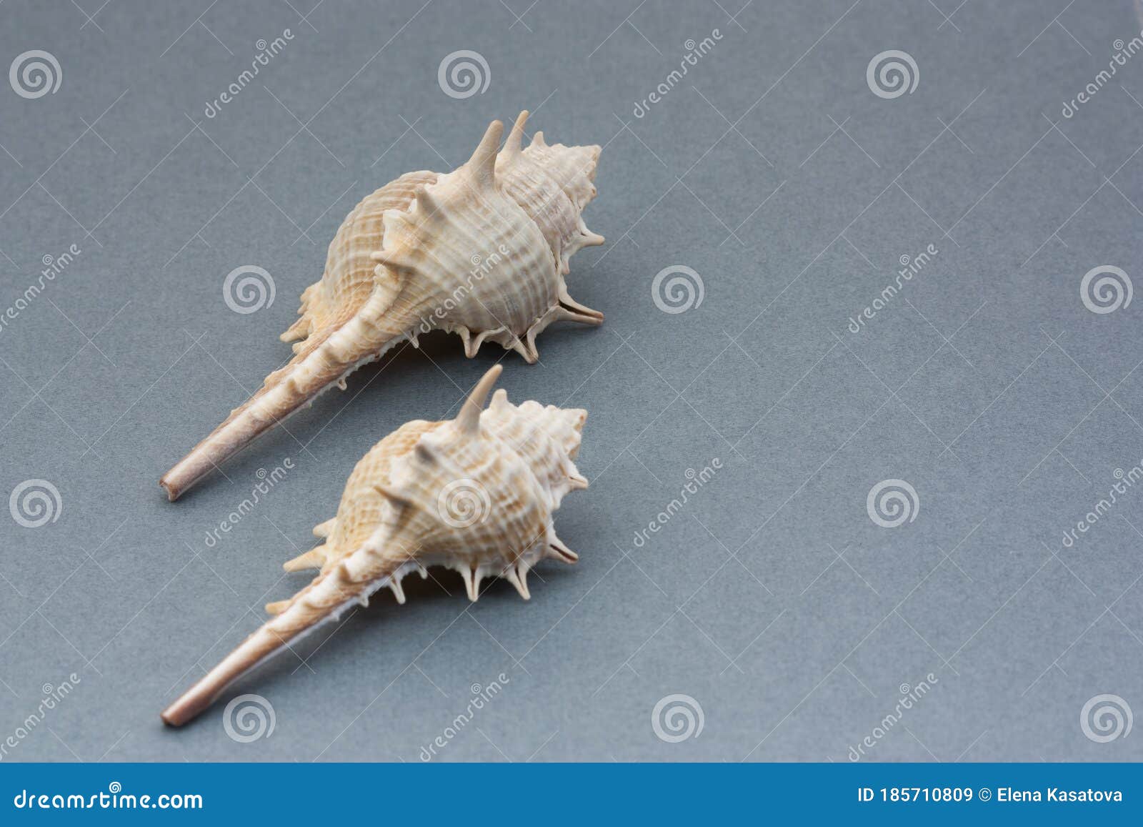 Cover of a Notebook with Shells on a Blue Background Stock Image ...