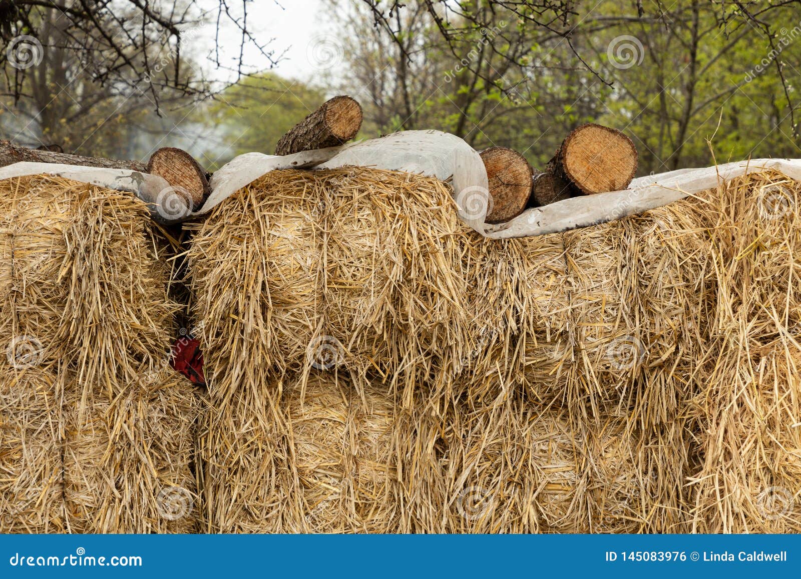 Covered Bales of Hay in the Forest Stock Photo - Image of tarp, bales ...