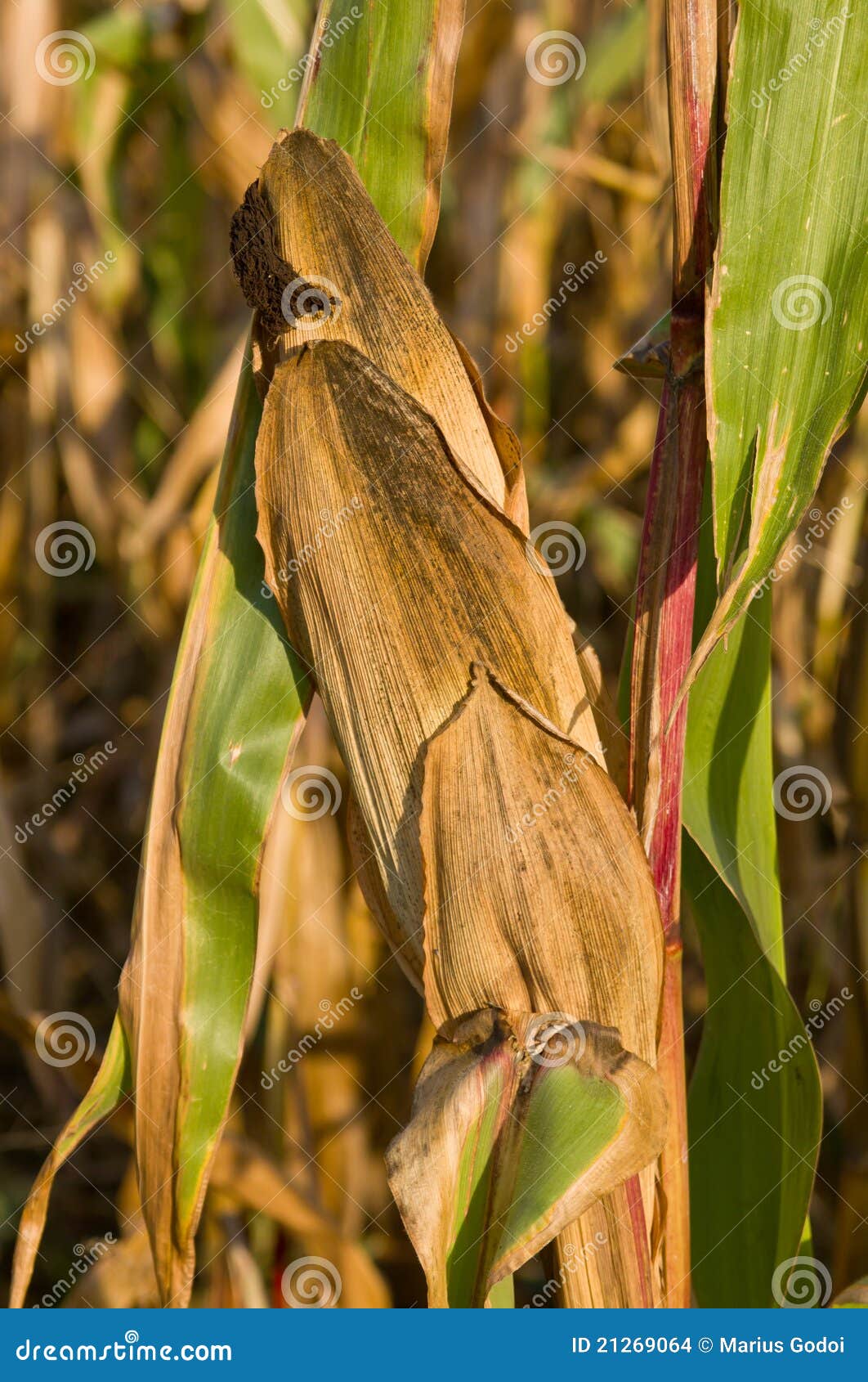 Covered corn stock photo. Image of food, healthy, popcorn - 21269064