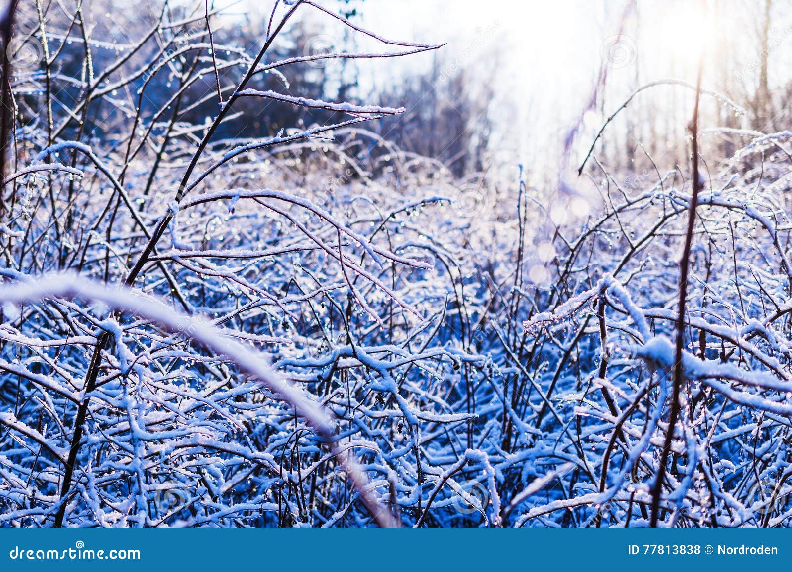 Covered with Ice and Snow Thin Branches of the Bush. Stock Photo ...