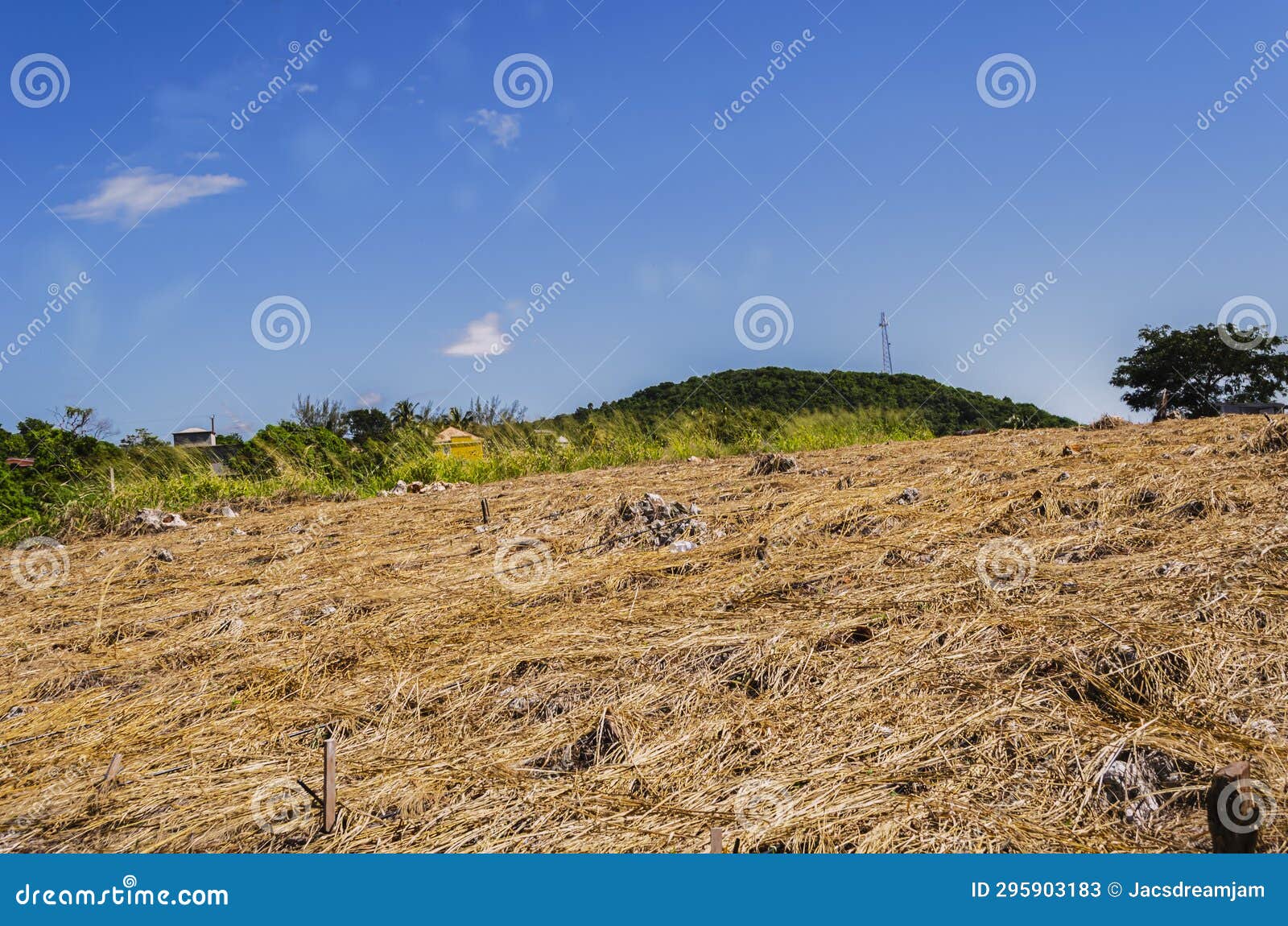 Covered Landscape stock image. Image of plantation, outdoor - 295903183