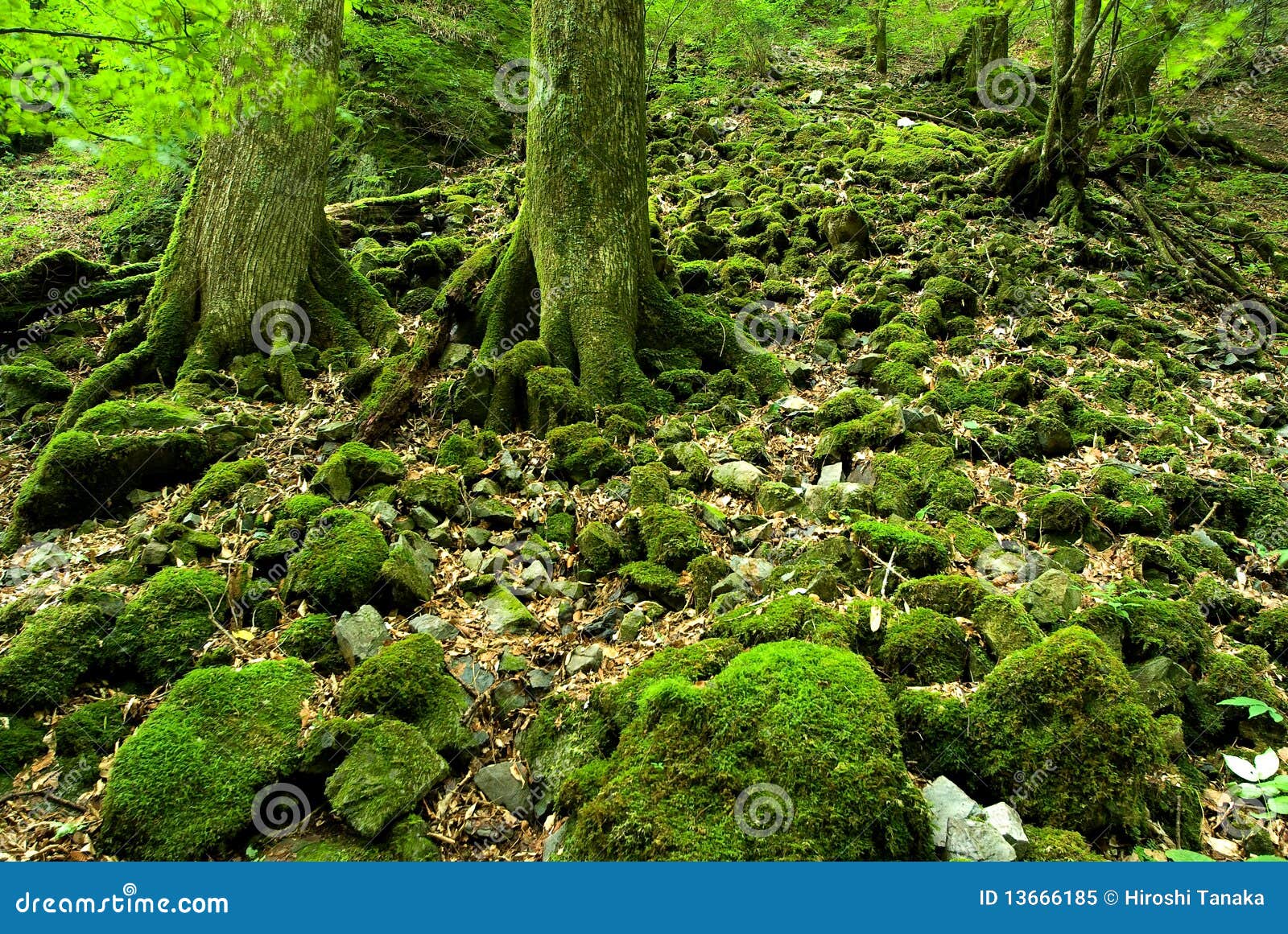 Covered with moss ground stock image. Image of forest - 13666185