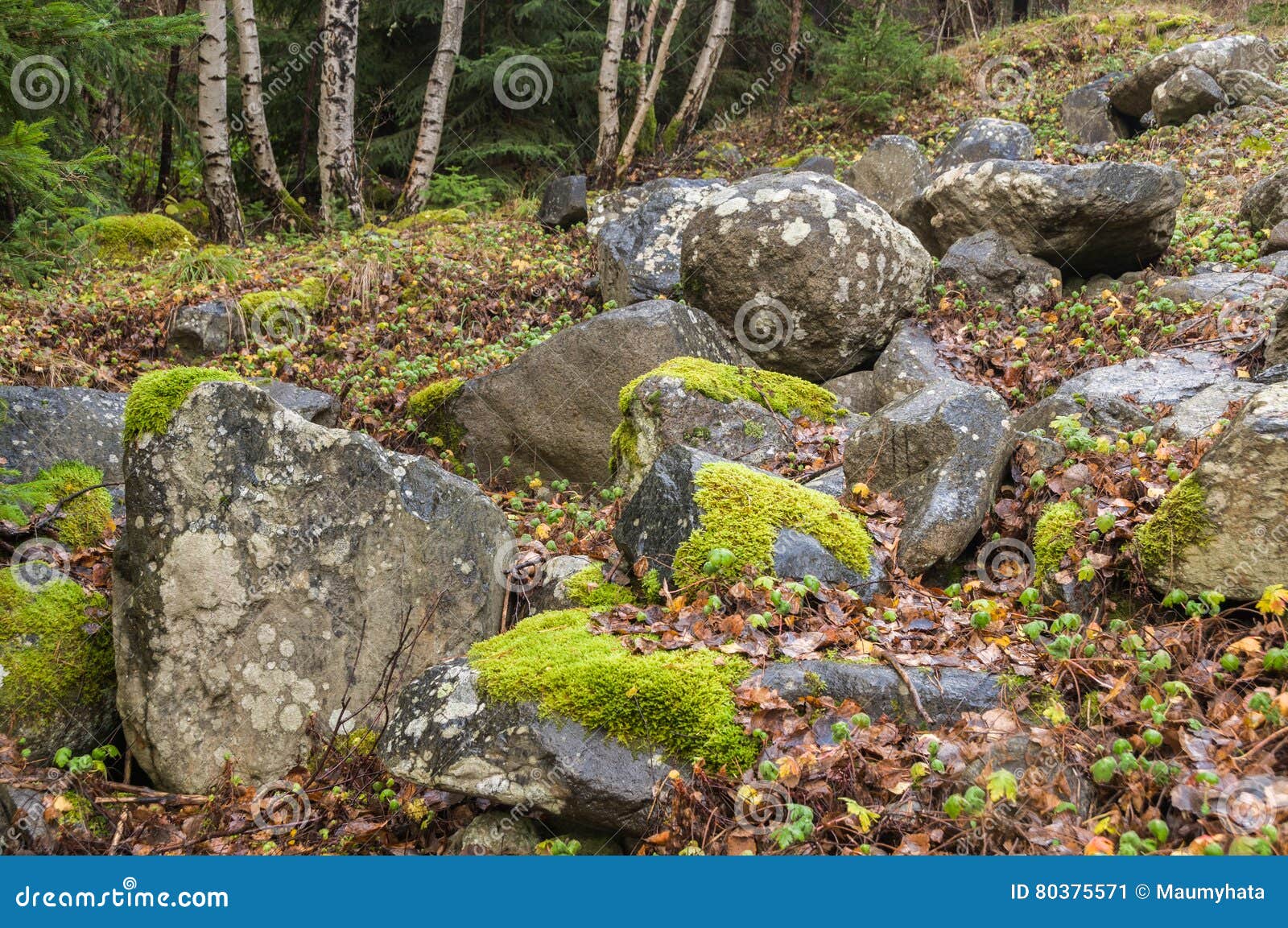 Covered with Moss Rocks and Tree Stock Image - Image of copse, growth ...