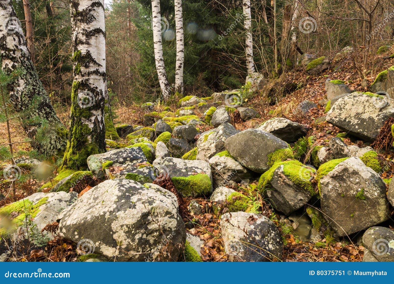 Covered with Moss Rocks and Tree Stock Image - Image of magical, lichen ...