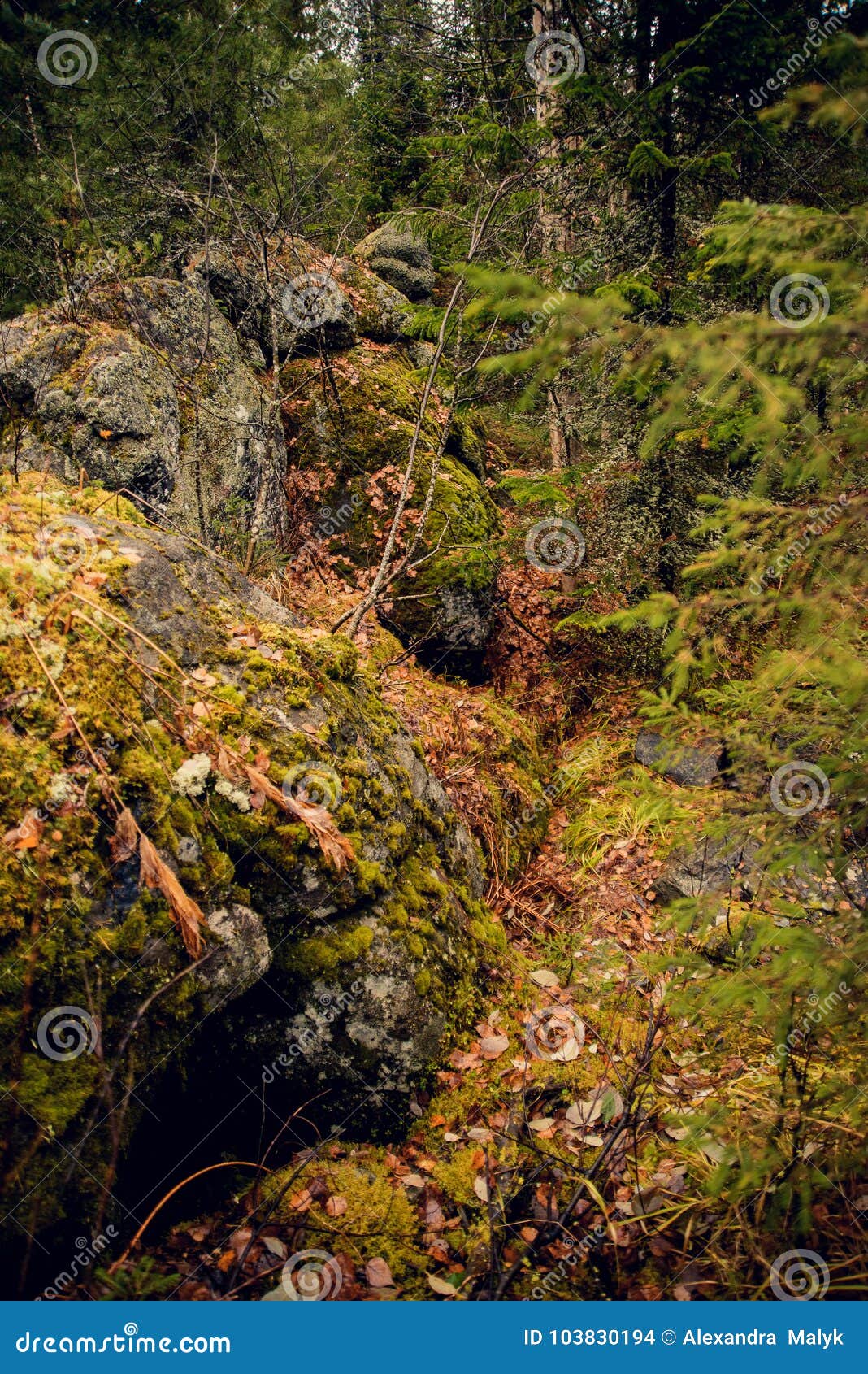 Covered with Moss Rocks and Tree at Magical Forest. Stock Photo - Image ...