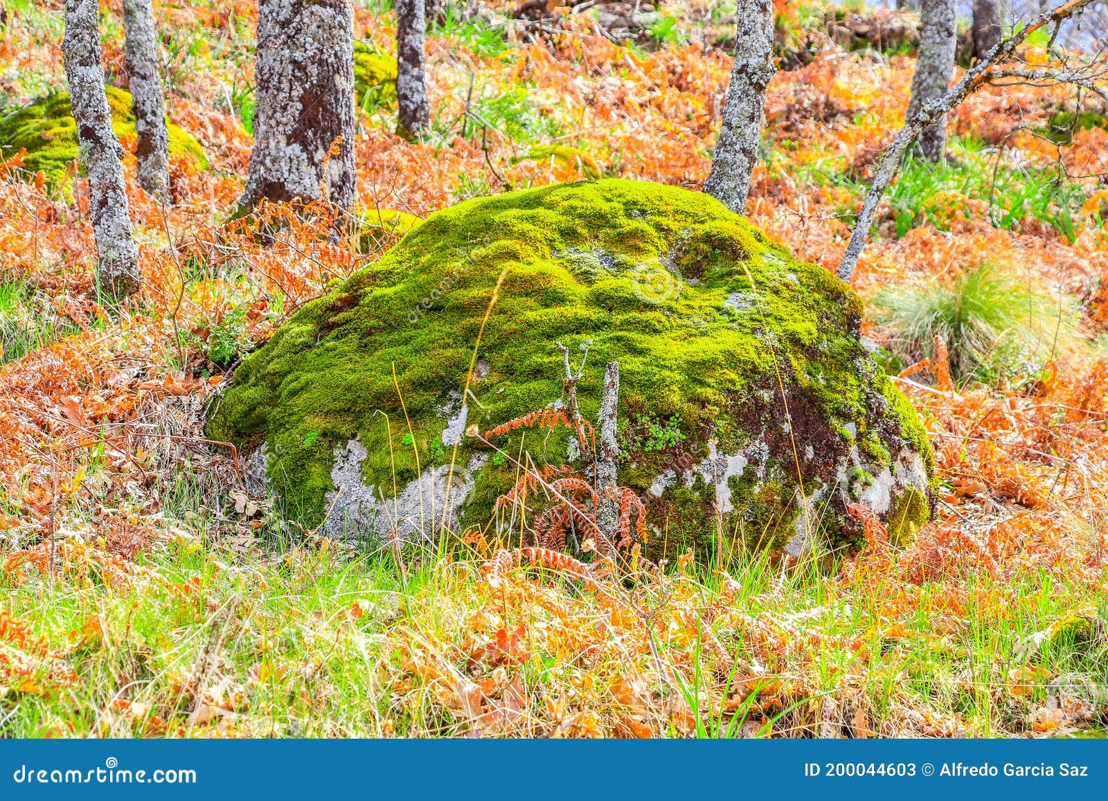 Covered with Moss Rocks and Tree at Magical Forest Stock Image - Image ...