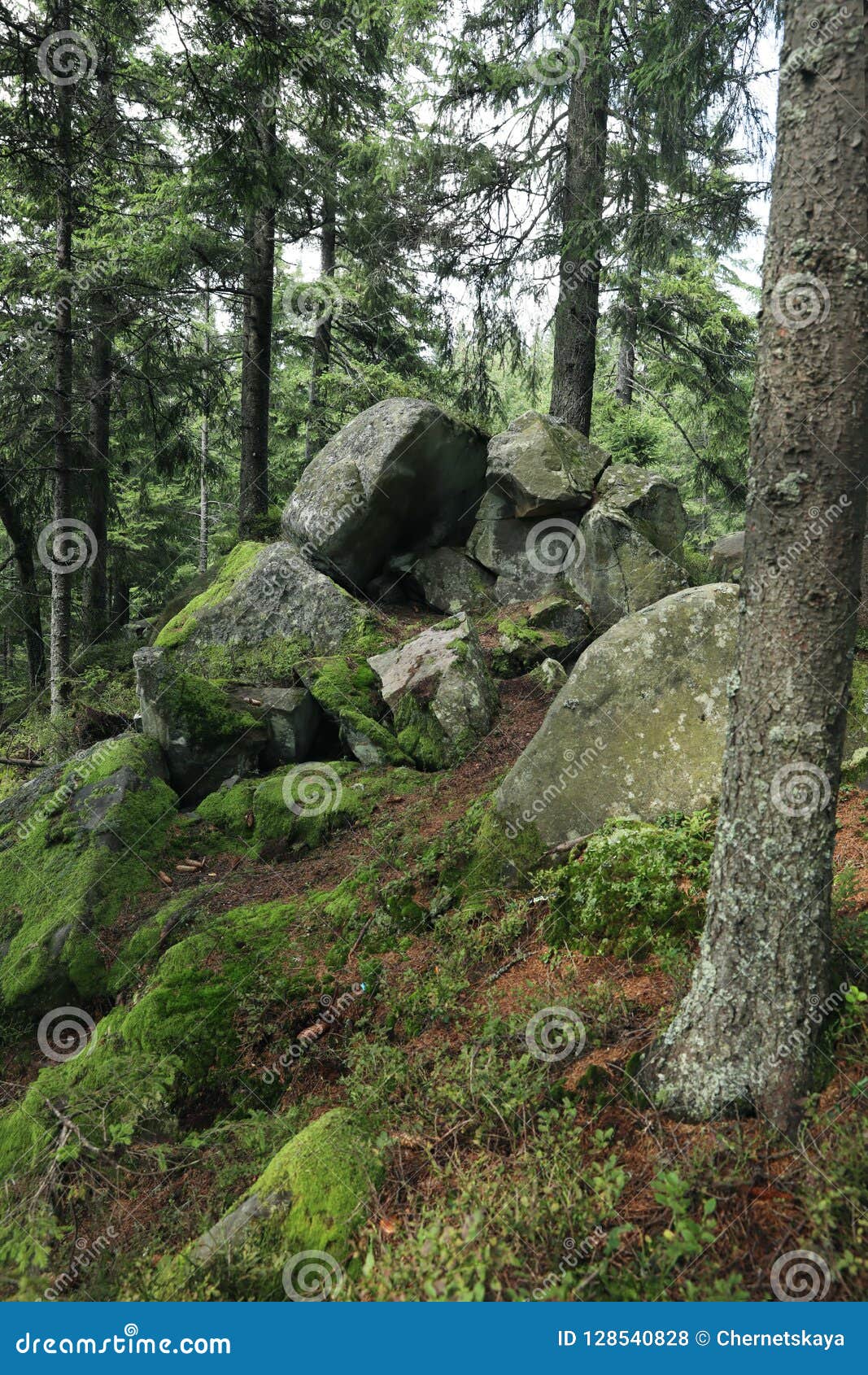 Covered with Moss Rocks and Trees Stock Photo - Image of landscape ...