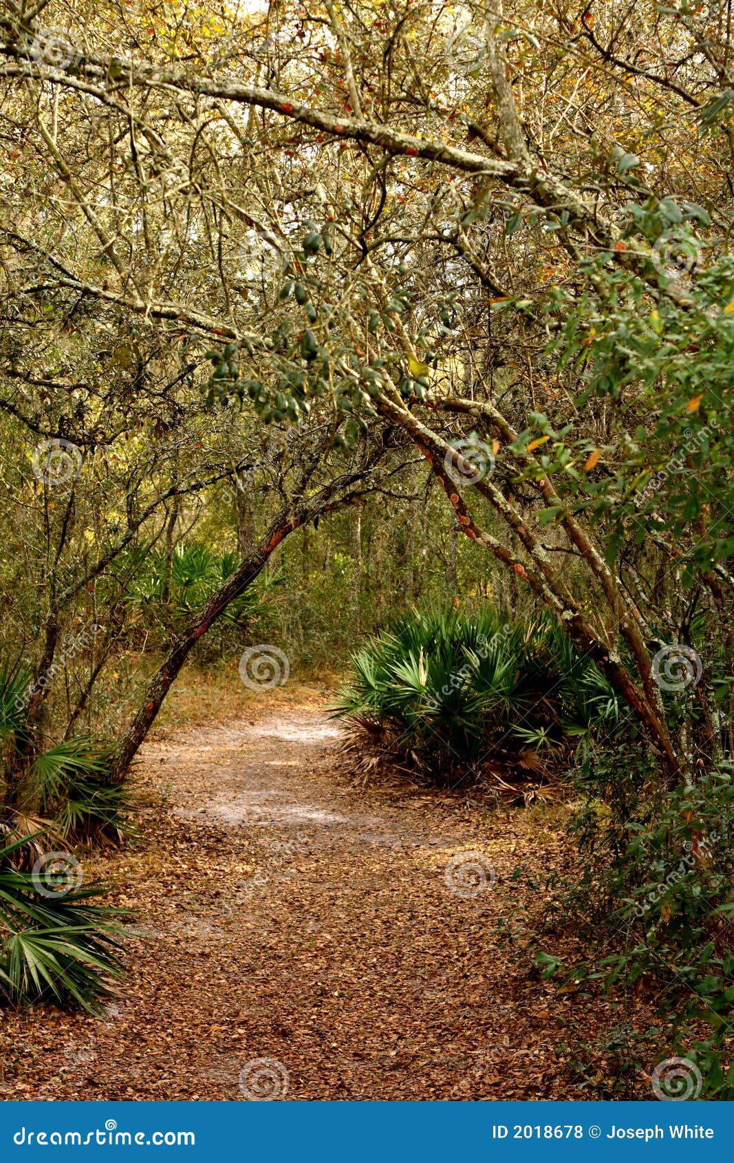 Covered Path stock photo. Image of preserve, nature, shaded - 2018678