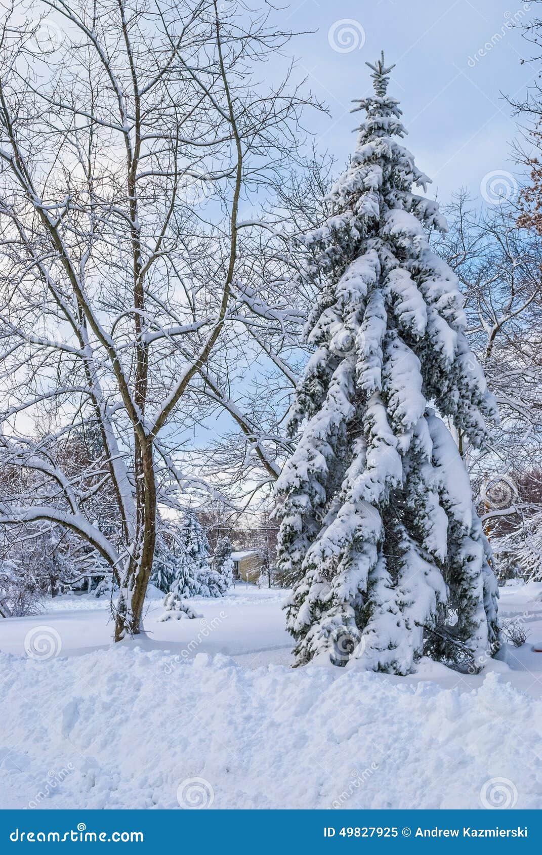 Covered Pine stock image. Image of nature, jersey, evergreen - 49827925