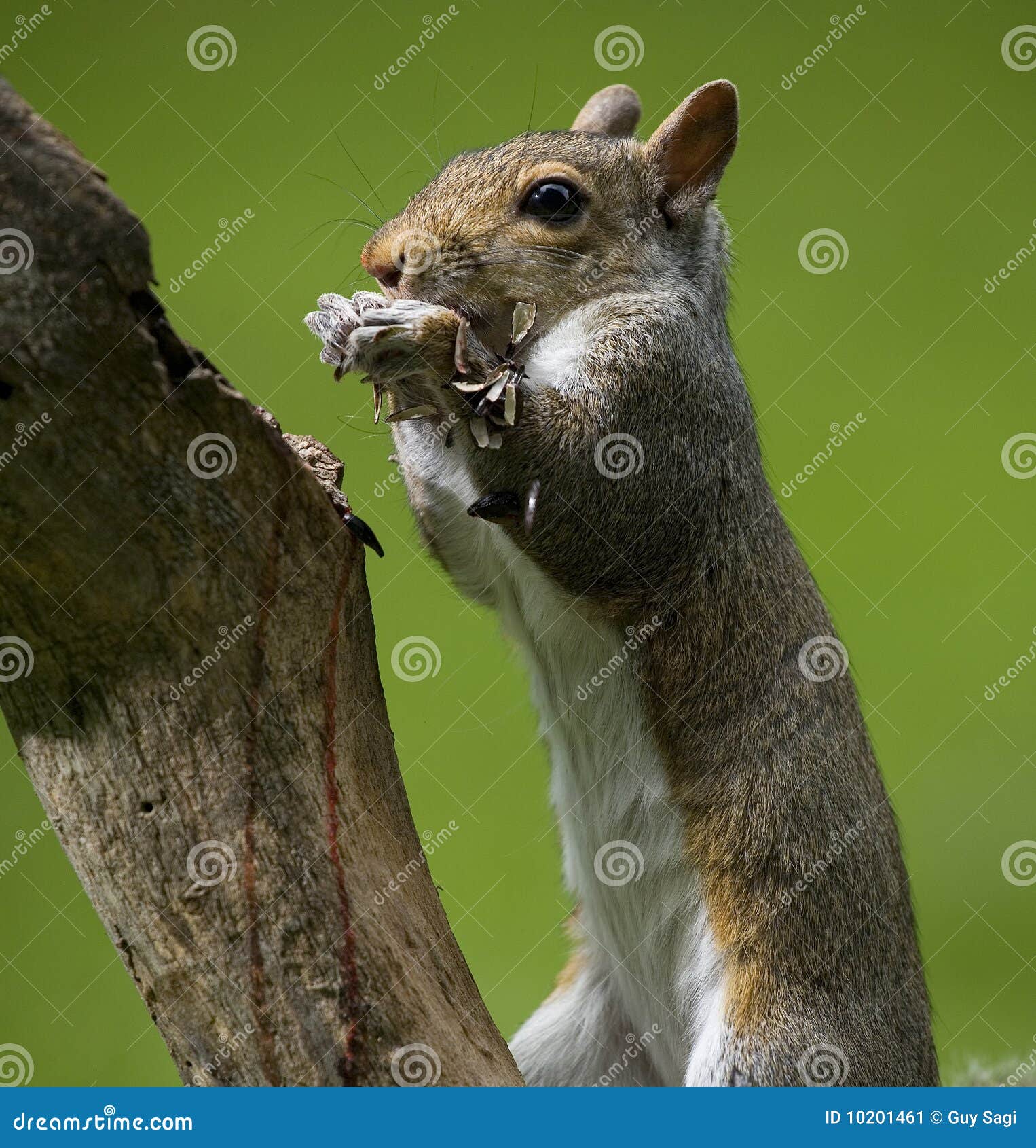 Covered in shells stock image. Image of animal, grass - 10201461