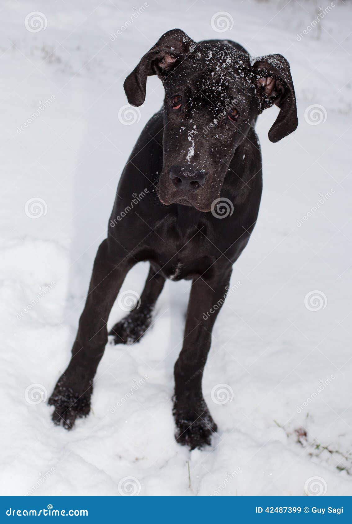 Covered in snow stock image. Image of head, dane, ears - 42487399