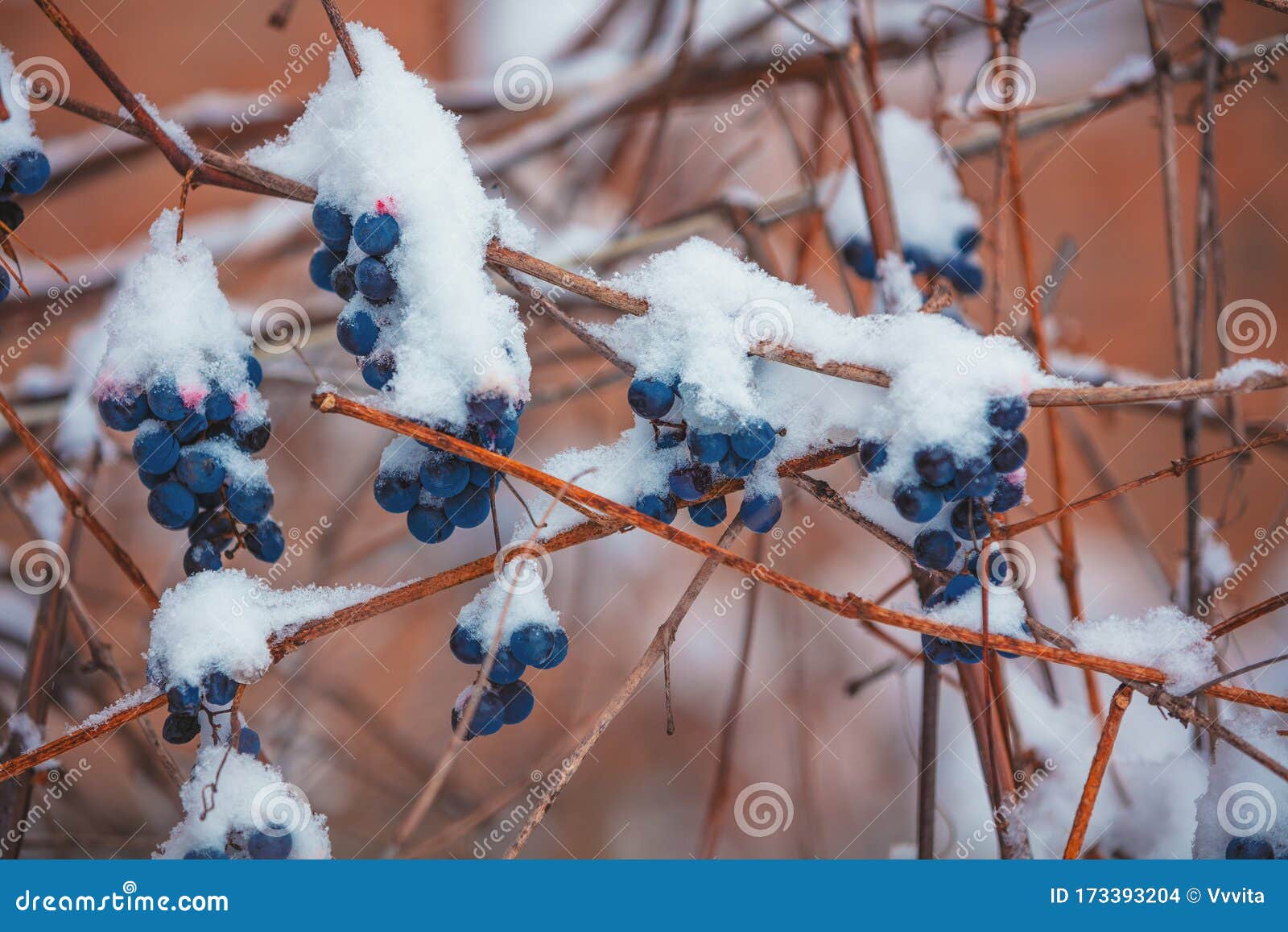 Covered with Snow Red Wine Grapes on the Grapevine Stock Photo - Image ...