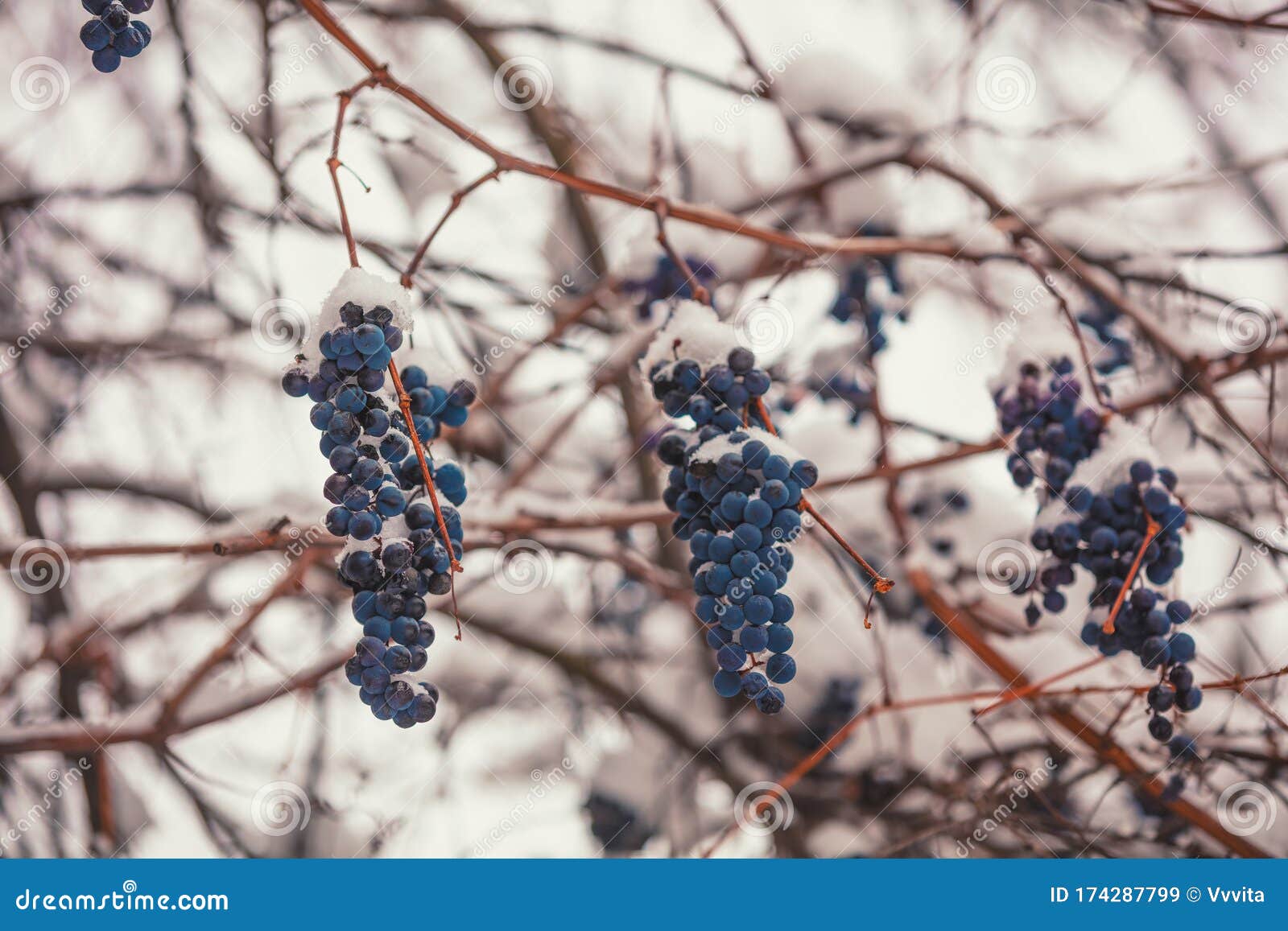 Covered with Snow Red Wine Grapes Stock Image - Image of healthy ...