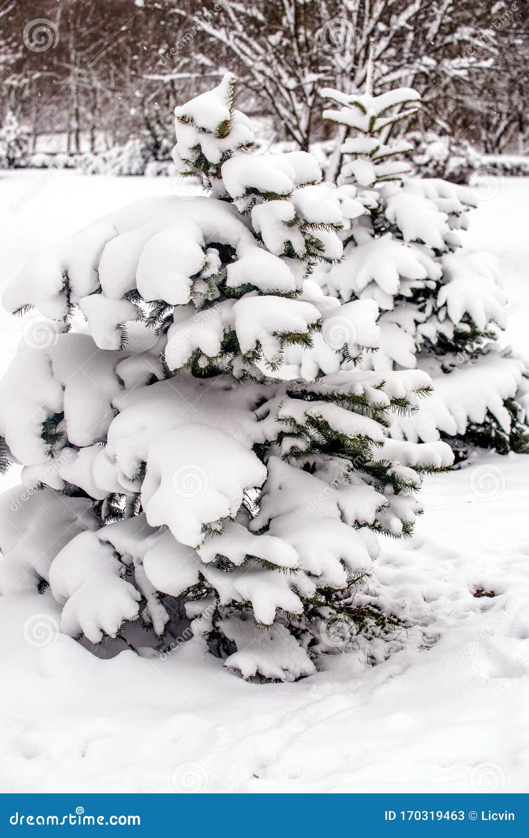 Covered with snow spruce stock image. Image of cold - 170319463