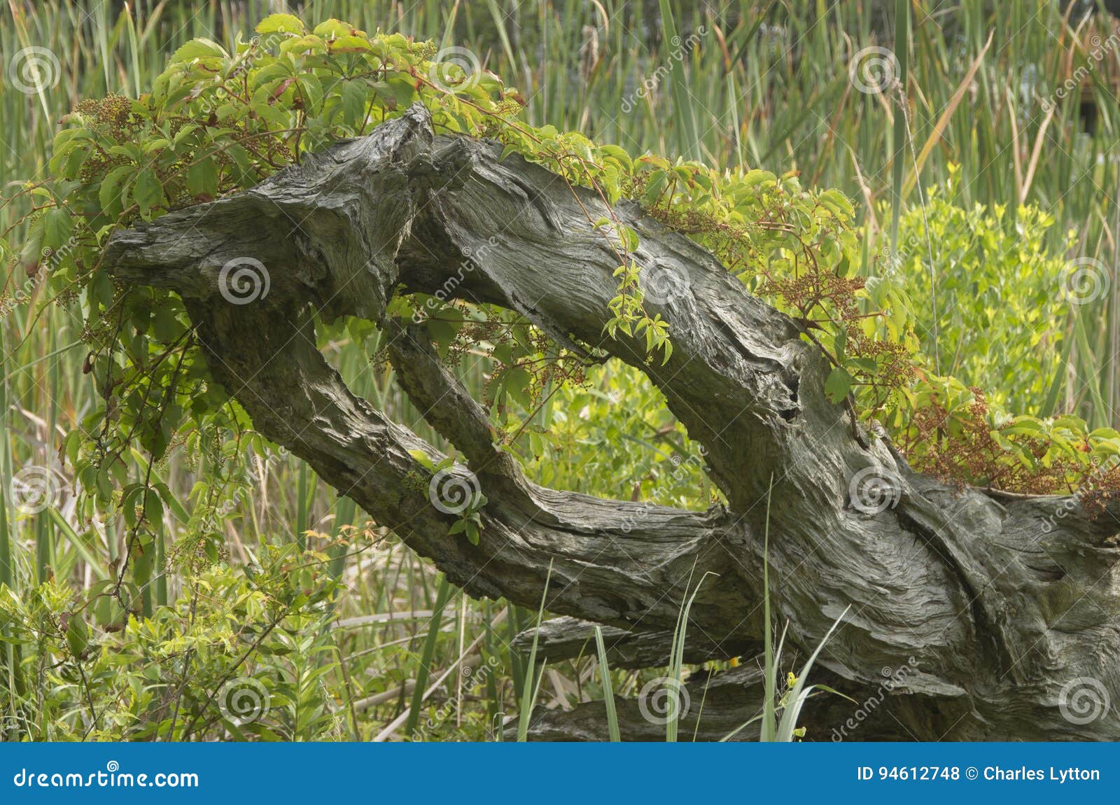 Covered Stump stock photo. Image of weather, nature, storms - 94612748