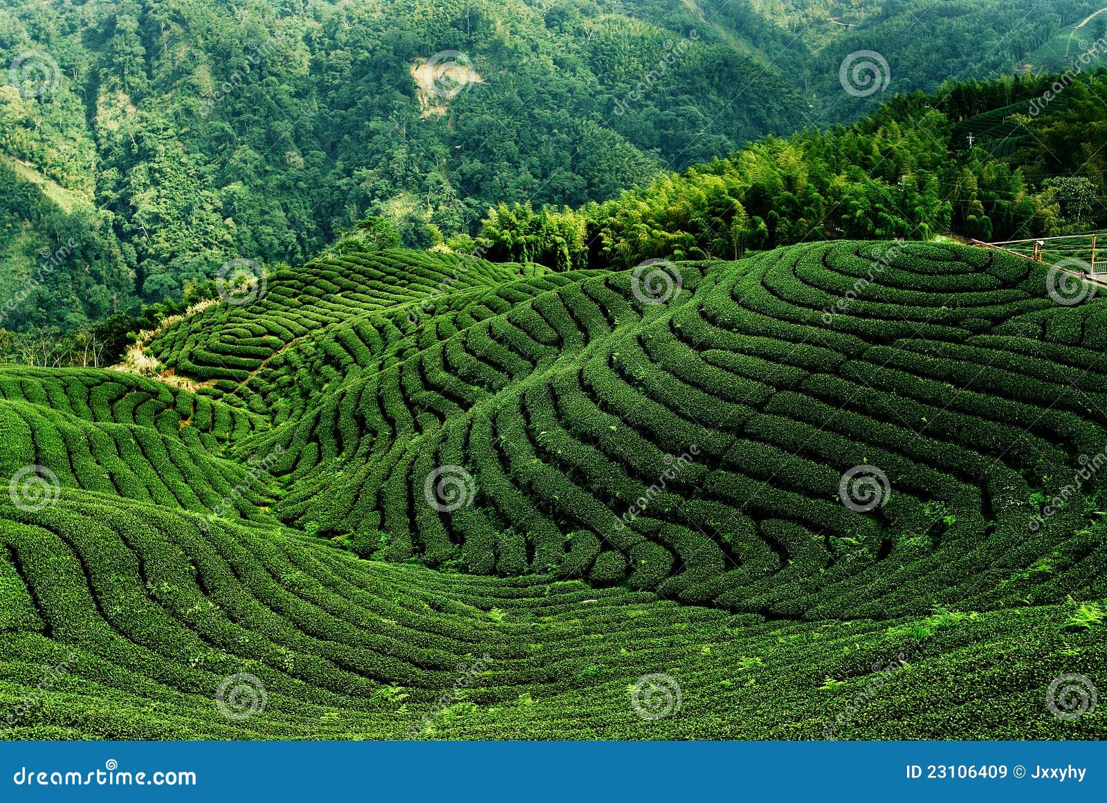 Covered with a Tea Mountain Stock Image - Image of plantation, pathway ...