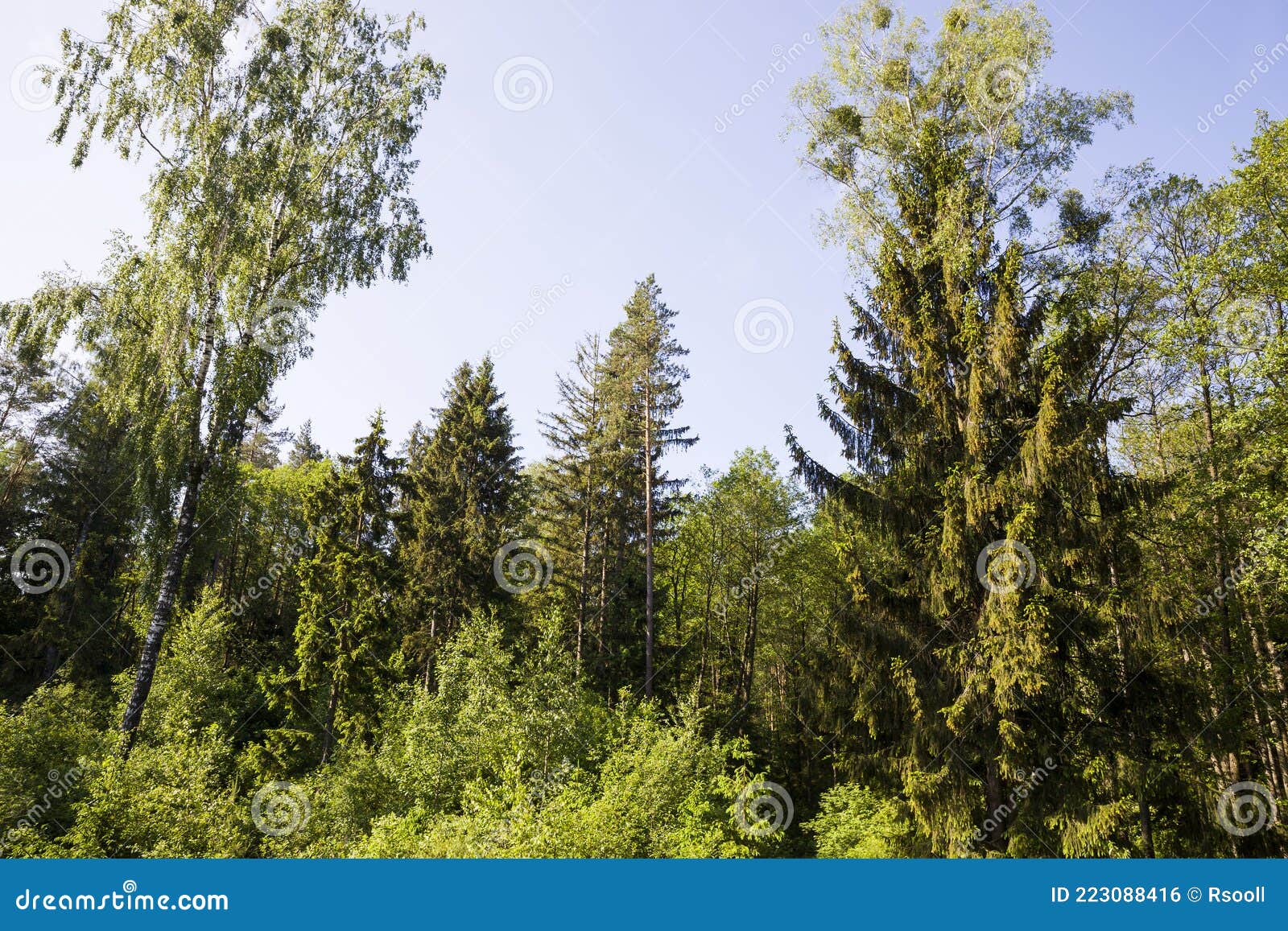 Deciduous Trees in the Summer Stock Photo - Image of park, growing ...