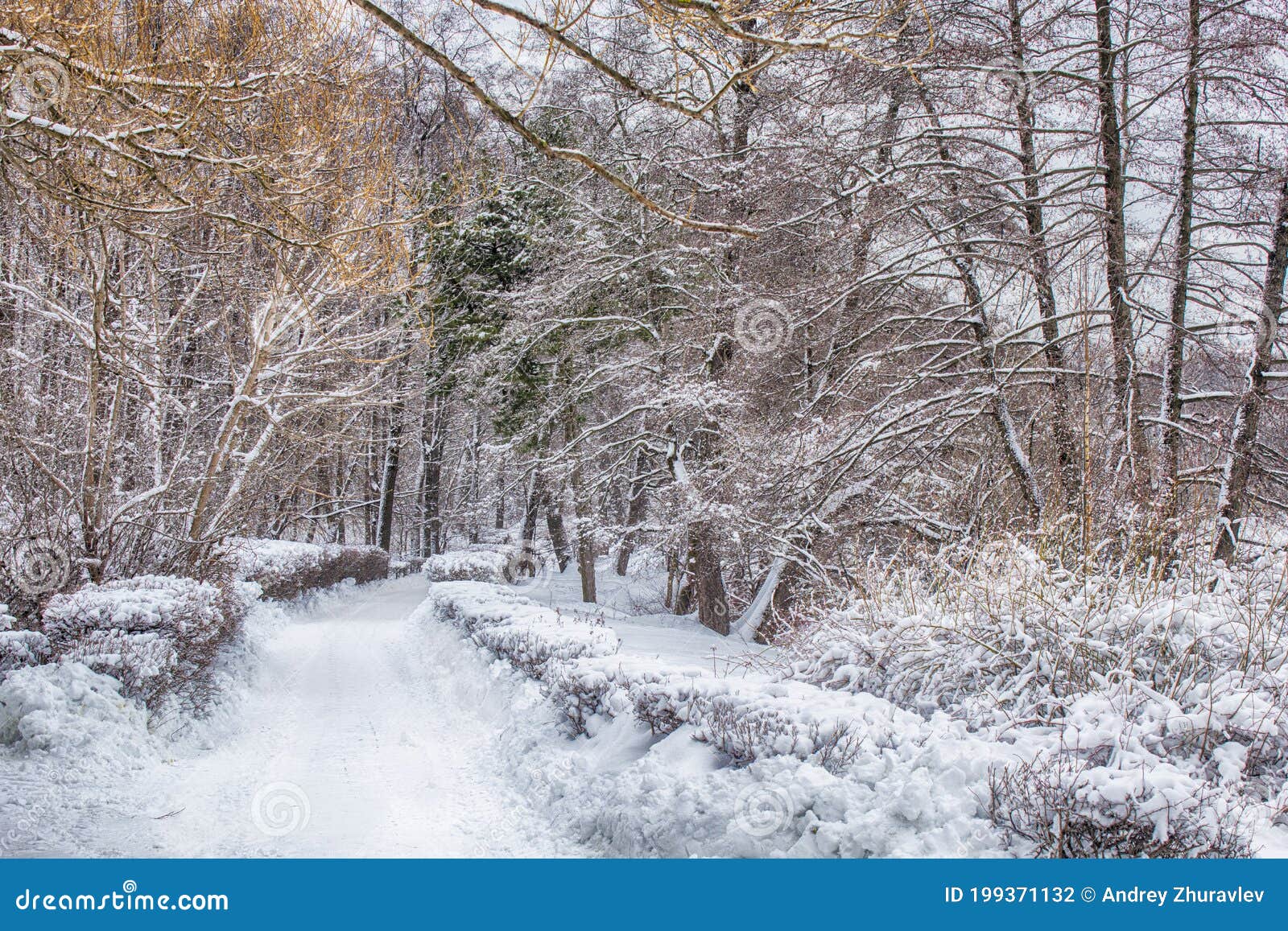 Covered with Thick Snow Path between the Bushes. Harsh Winter Landscape ...