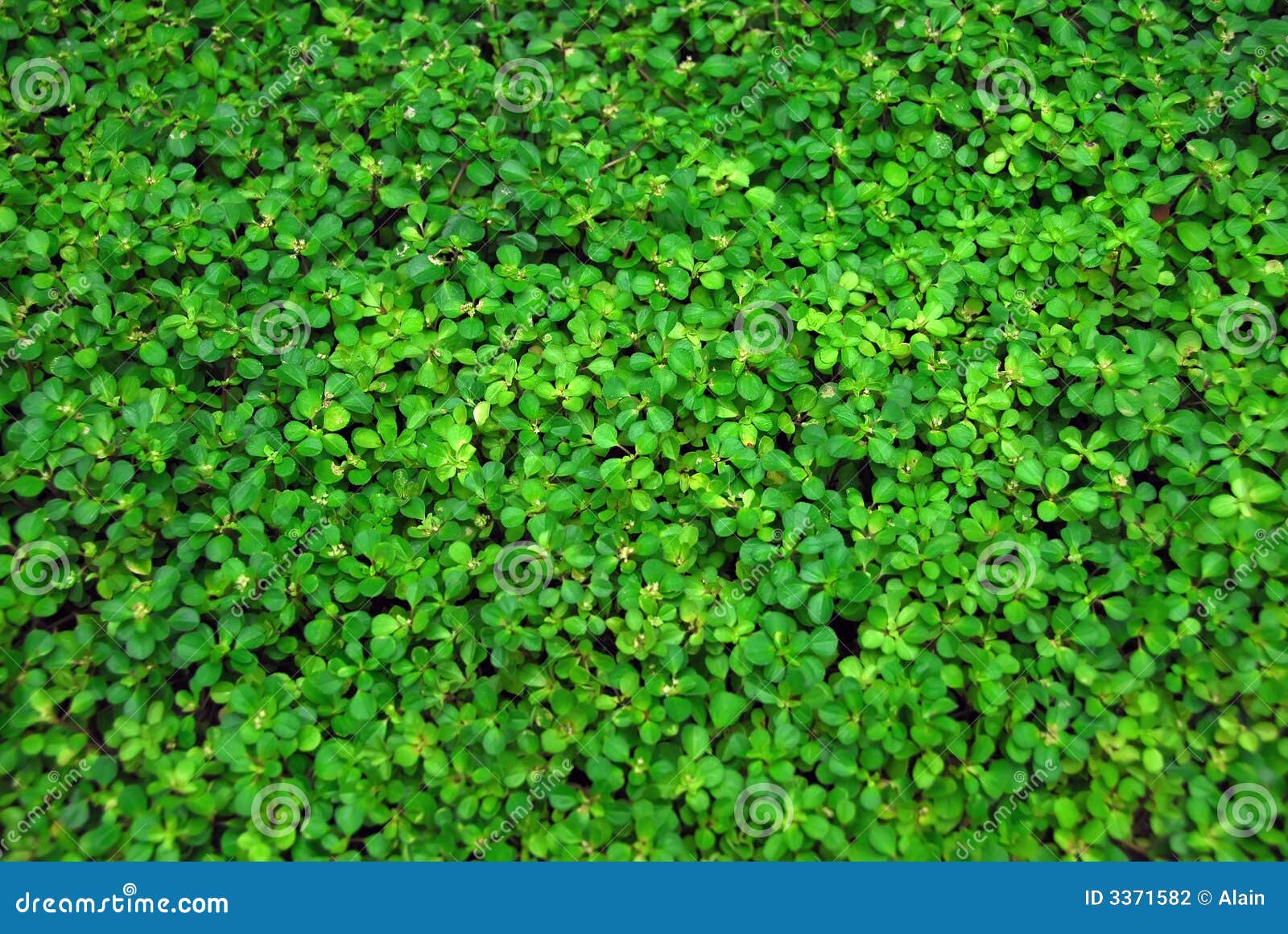 Covered with vegetation stock photo. Image of leaf, temperate - 3371582