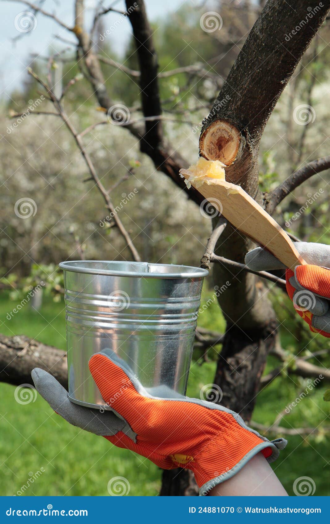 Covering Apple Tree with Garden Pitch Stock Photo - Image of hand ...