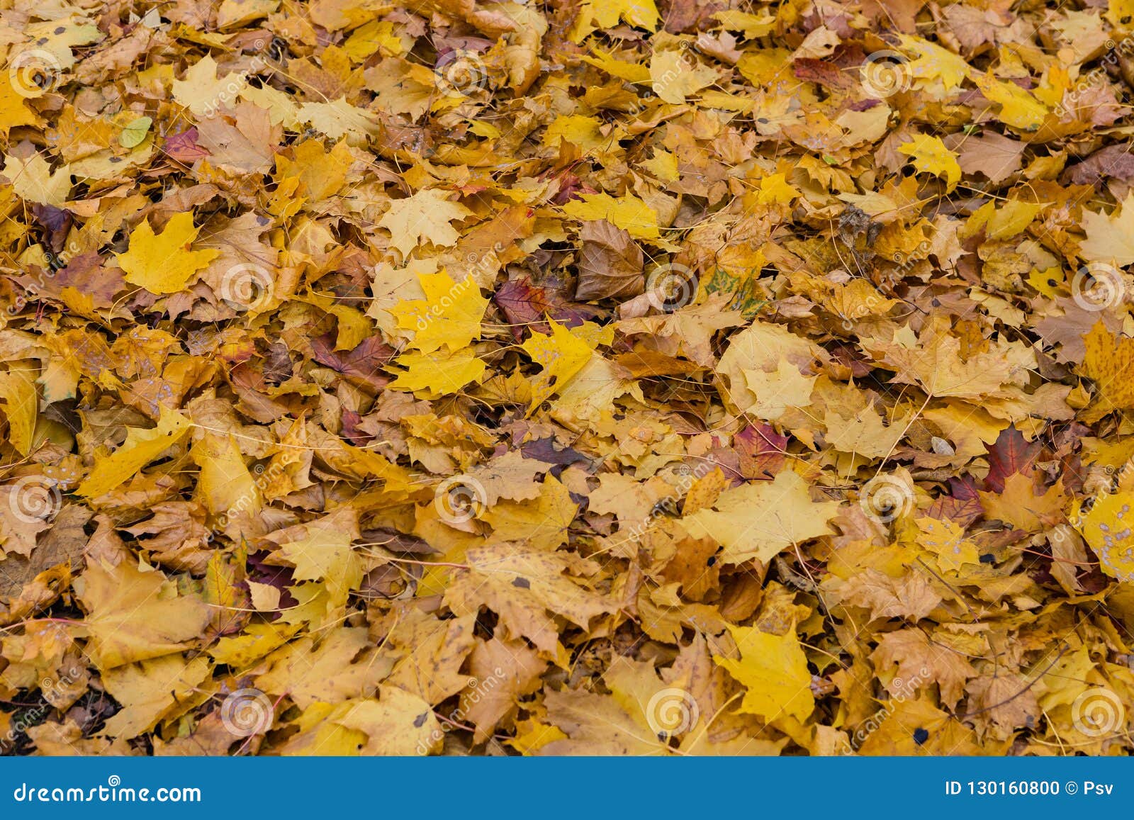 Covering from Leaves of a Maple Stock Photo - Image of maple, nature ...