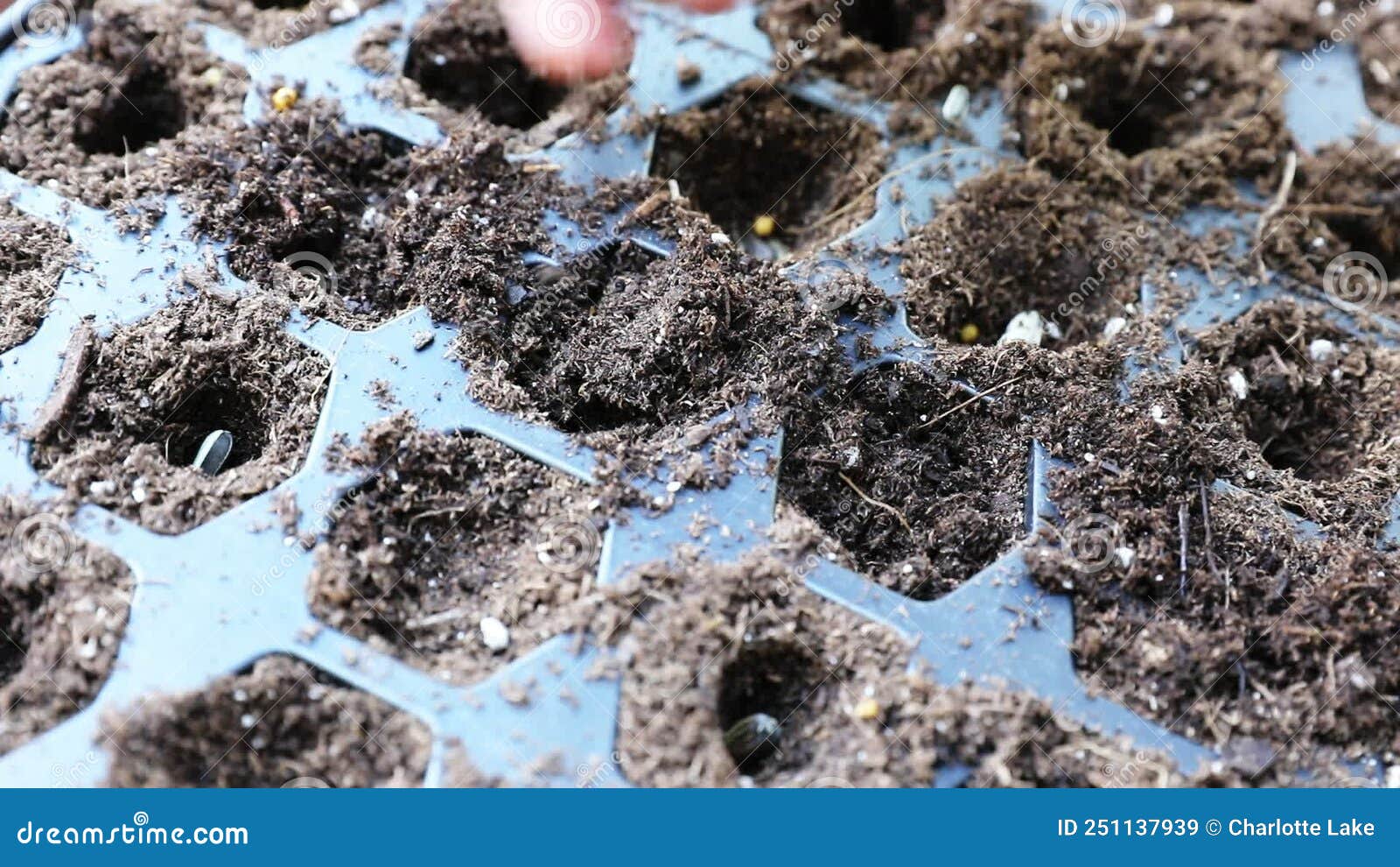 Covering Sunflower Seeds stock video. Video of planting - 251137939