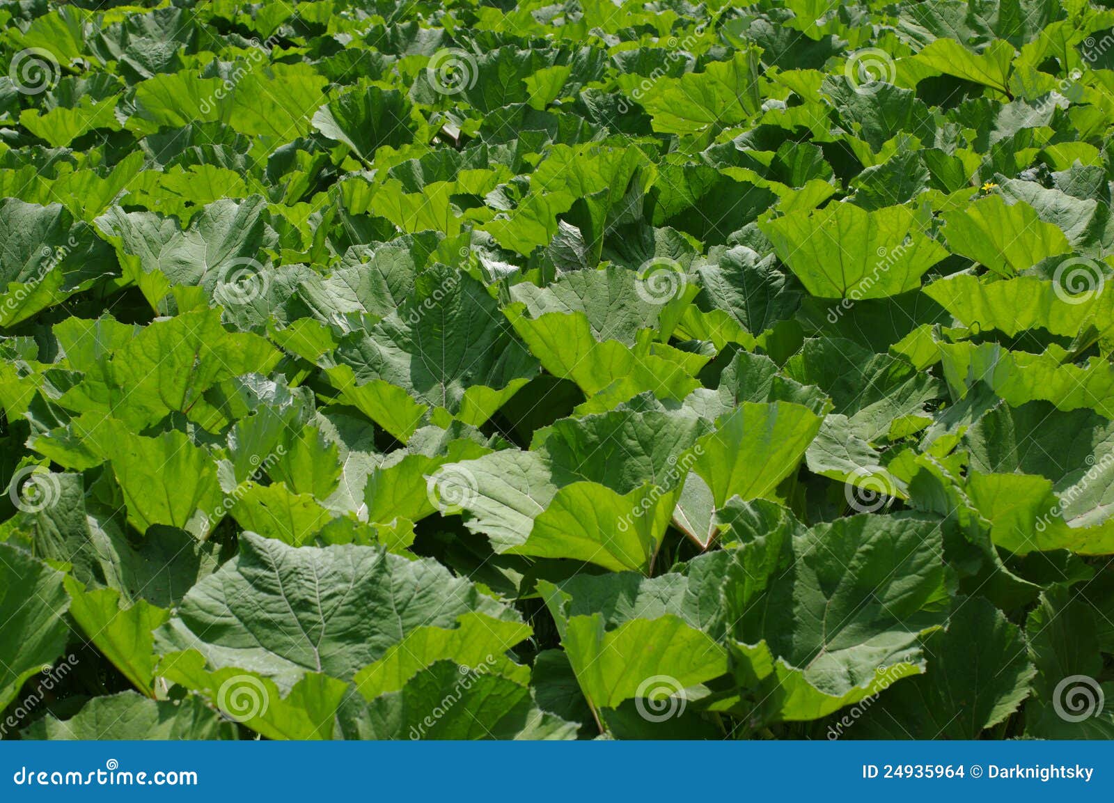 Covering vegetation stock photo. Image of effect, green - 24935964