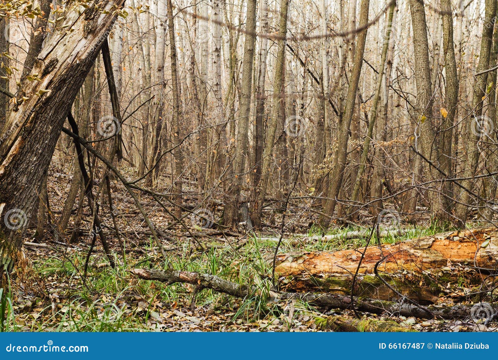 Covert with old trees stock image. Image of roots, nature - 66167487
