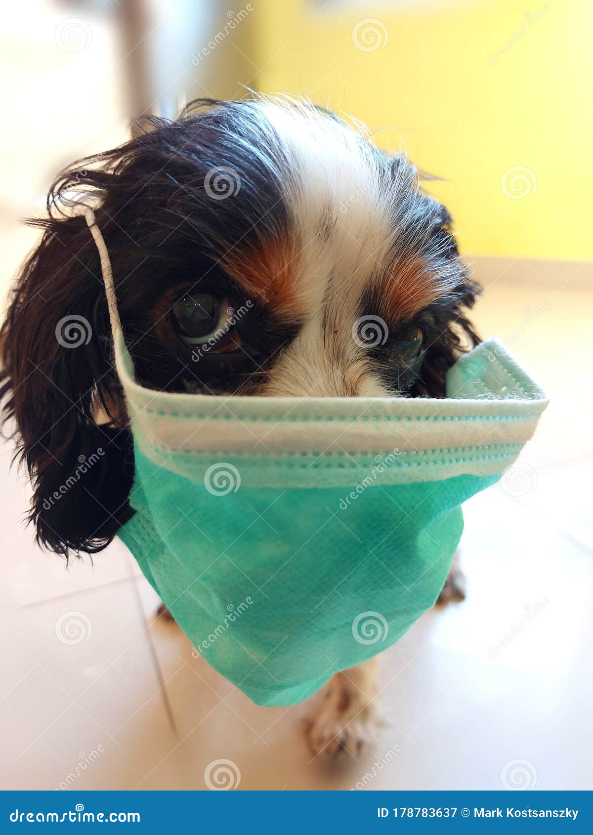 COVID-19 Dog with Mask Cute Stock Image - Image of cute, covid: 178783637