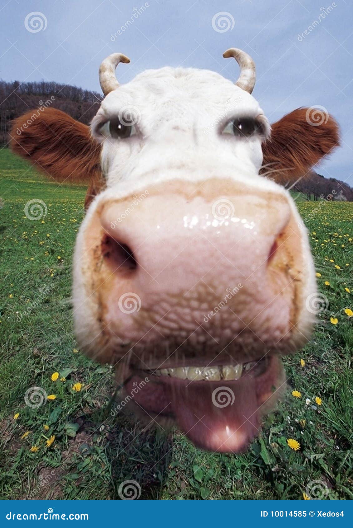 Cow stock image. Image of smile, bull, grazes, teeth - 10014585
