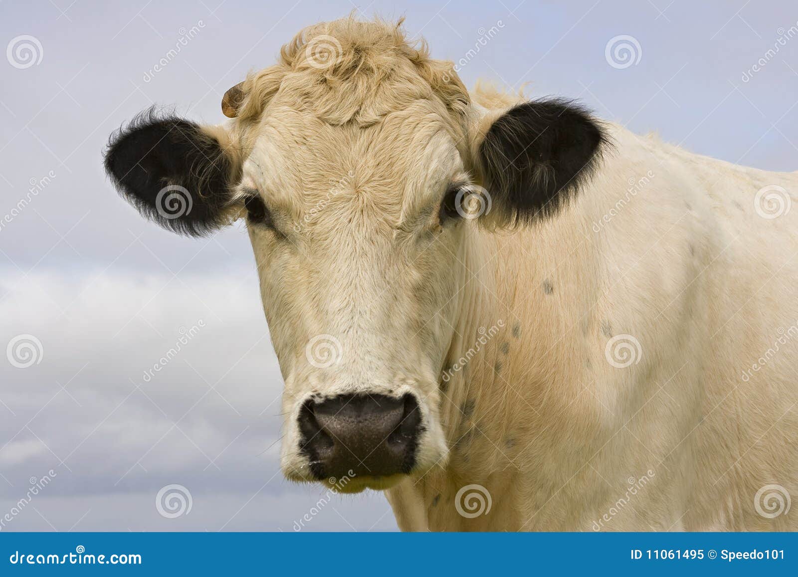 Cow stock image. Image of animal, forelock, brown, bull - 11061495