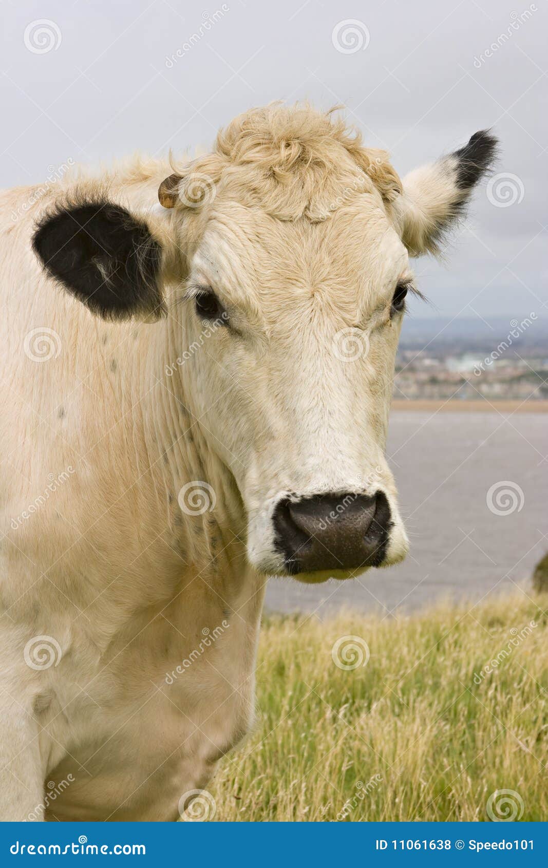 Cow stock photo. Image of eyes, graze, green, breed, head - 11061638