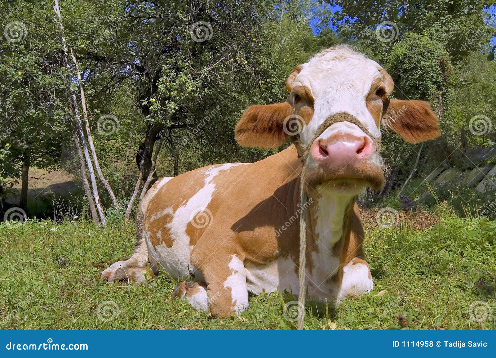 Cow stock photo. Image of forest, agriculture, farm, outside - 1114958