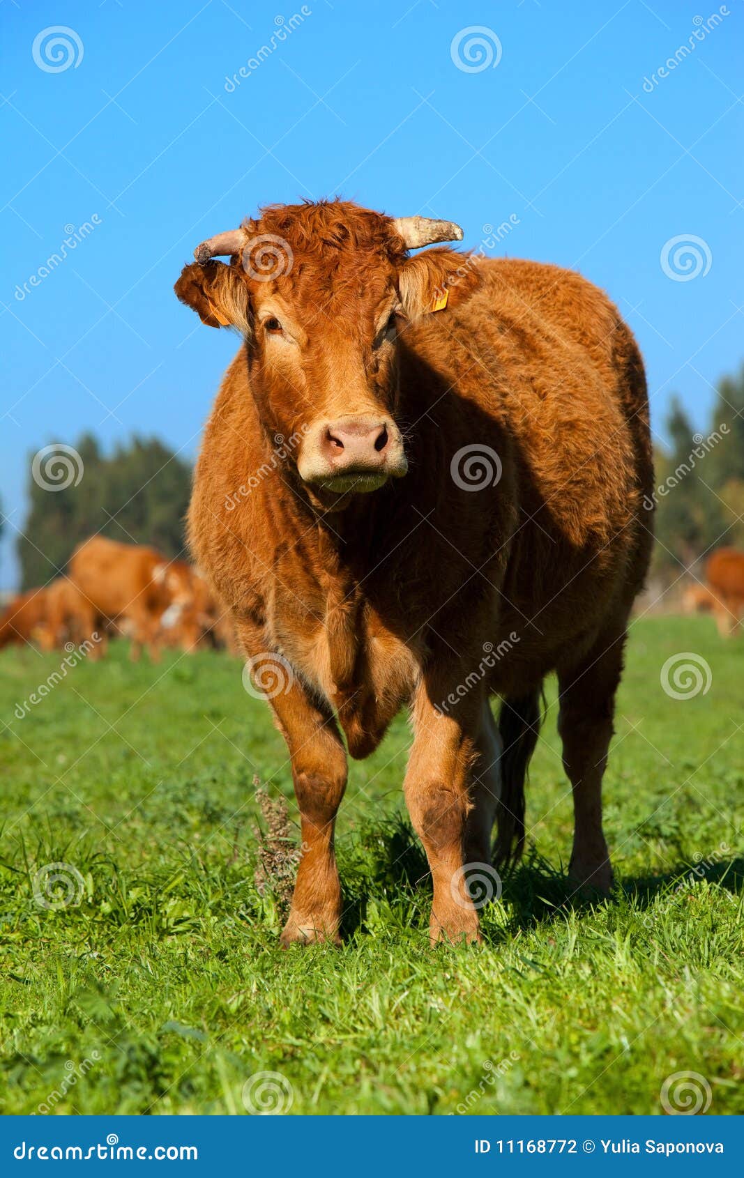 Cow stock photo. Image of nosy, heifer, nose, green, grass - 11168772