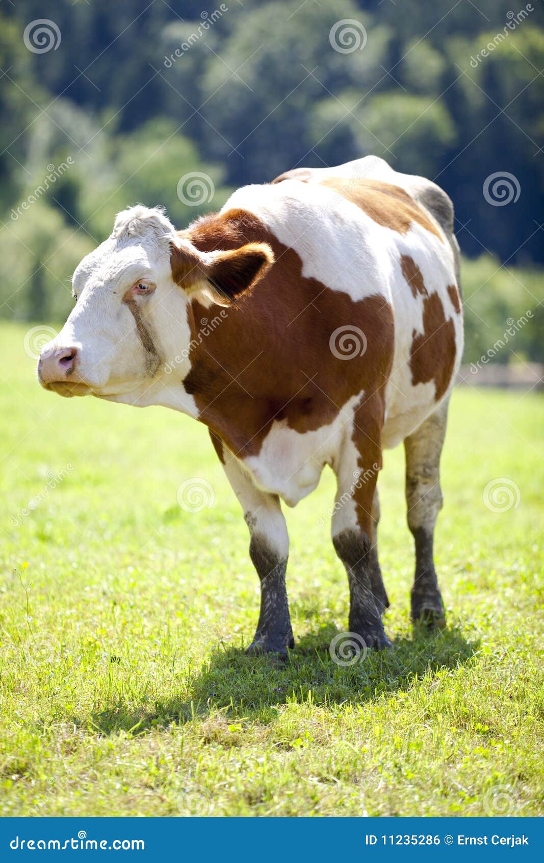 Cow stock photo. Image of biological, austria, heffer - 11235286