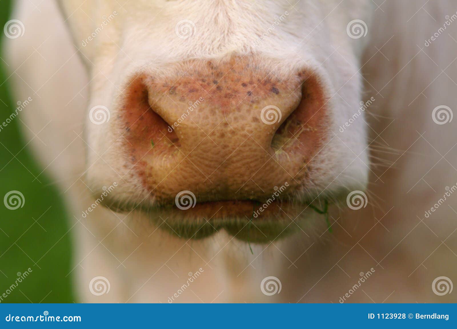 Cow stock photo. Image of natur, outdoor, farmland, mammal - 1123928